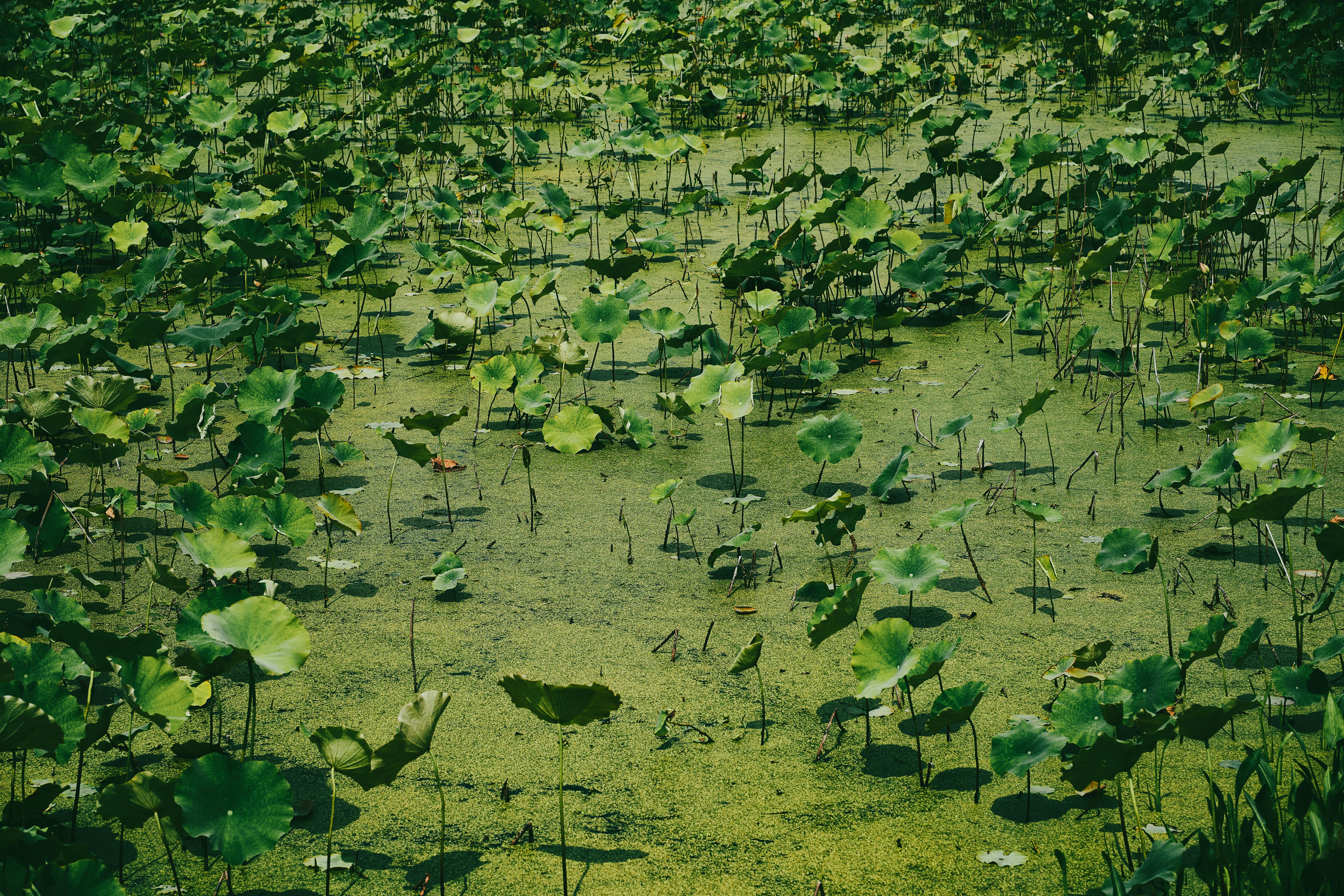 Foto stok gratis tentang @ luar, air, air tawar, alam, badan air ...