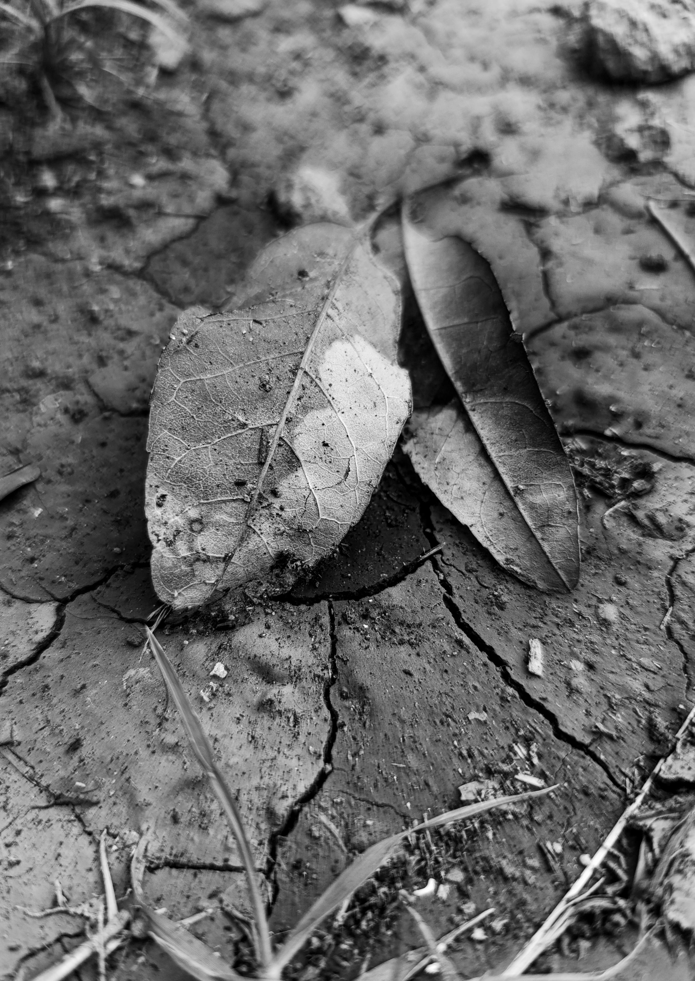 Leaves on Ground in Black and White · Free Stock Photo