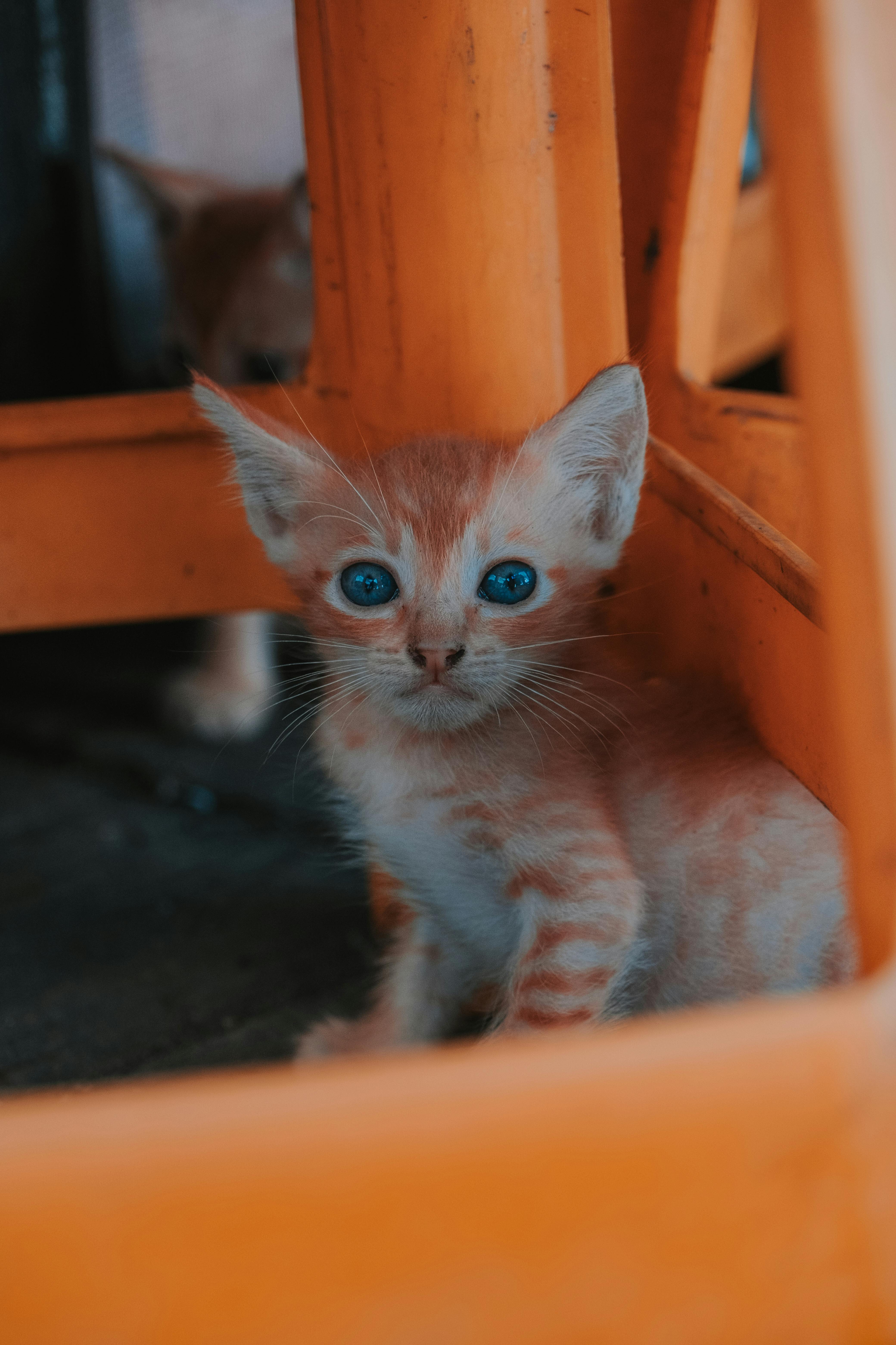 A small orange kitten with blue eyes sitting in a chair · Free Stock Photo