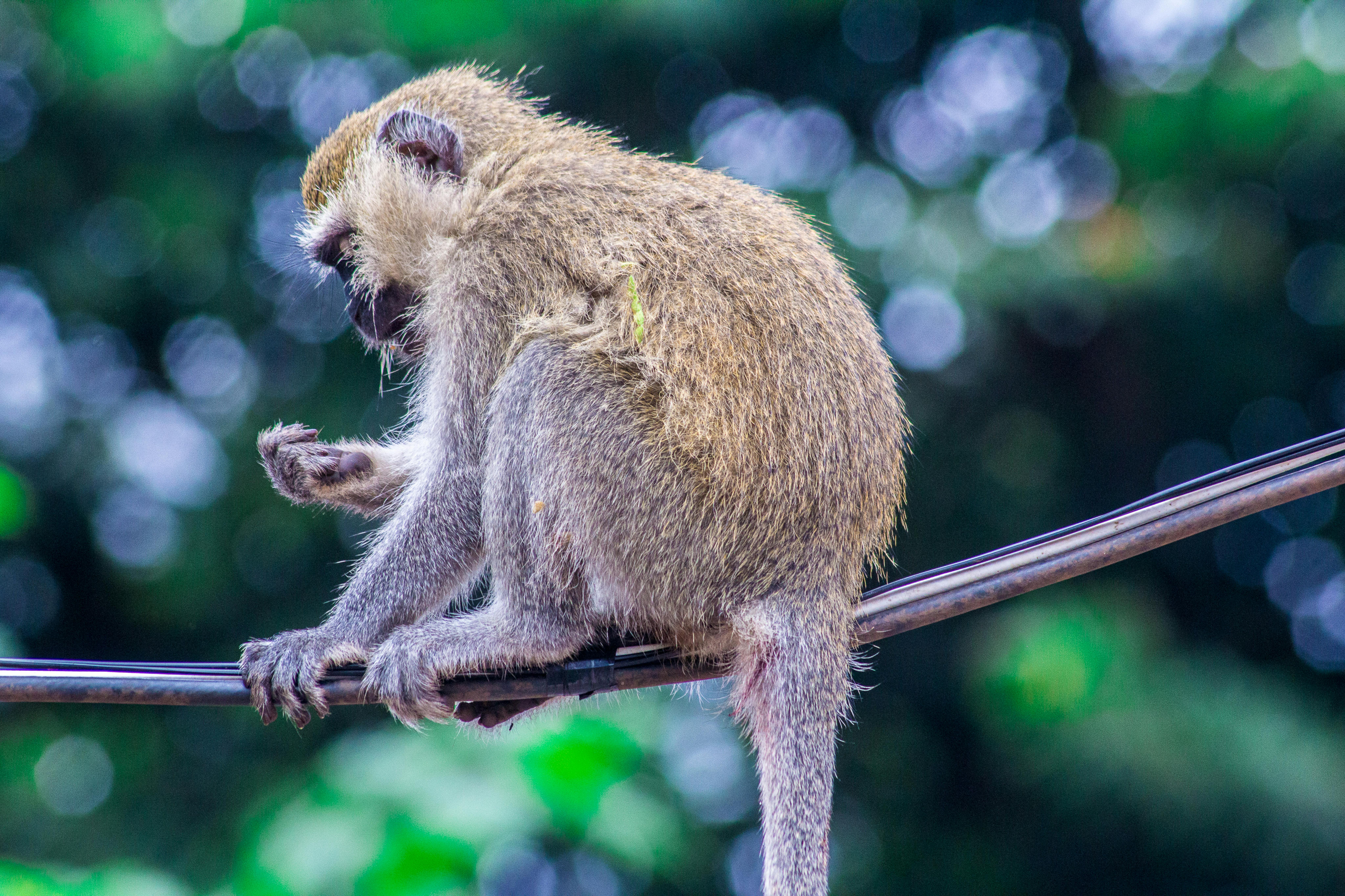 vervet monkey · Free Stock Photo