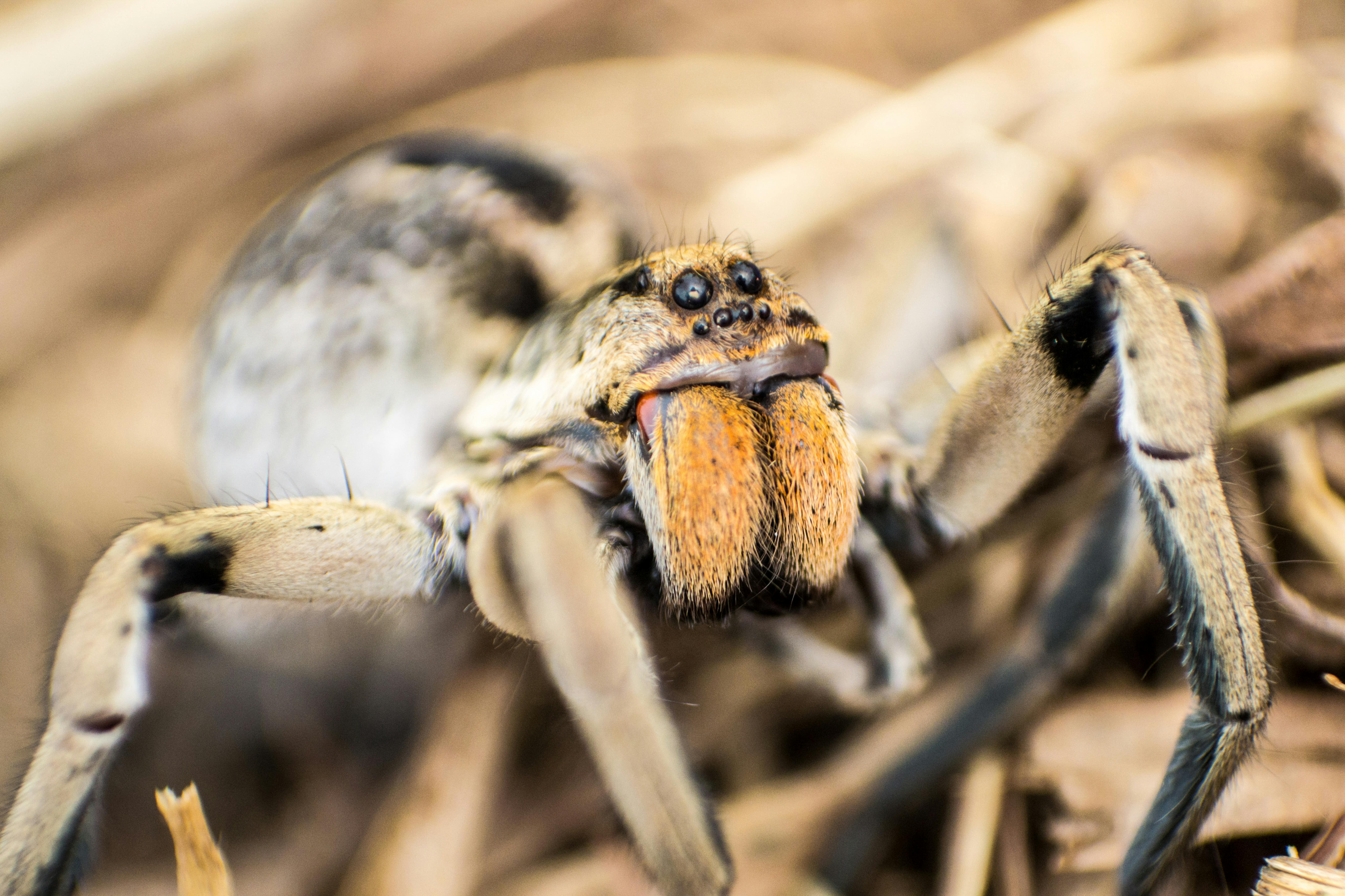 burrowing wolf spider · Free Stock Photo