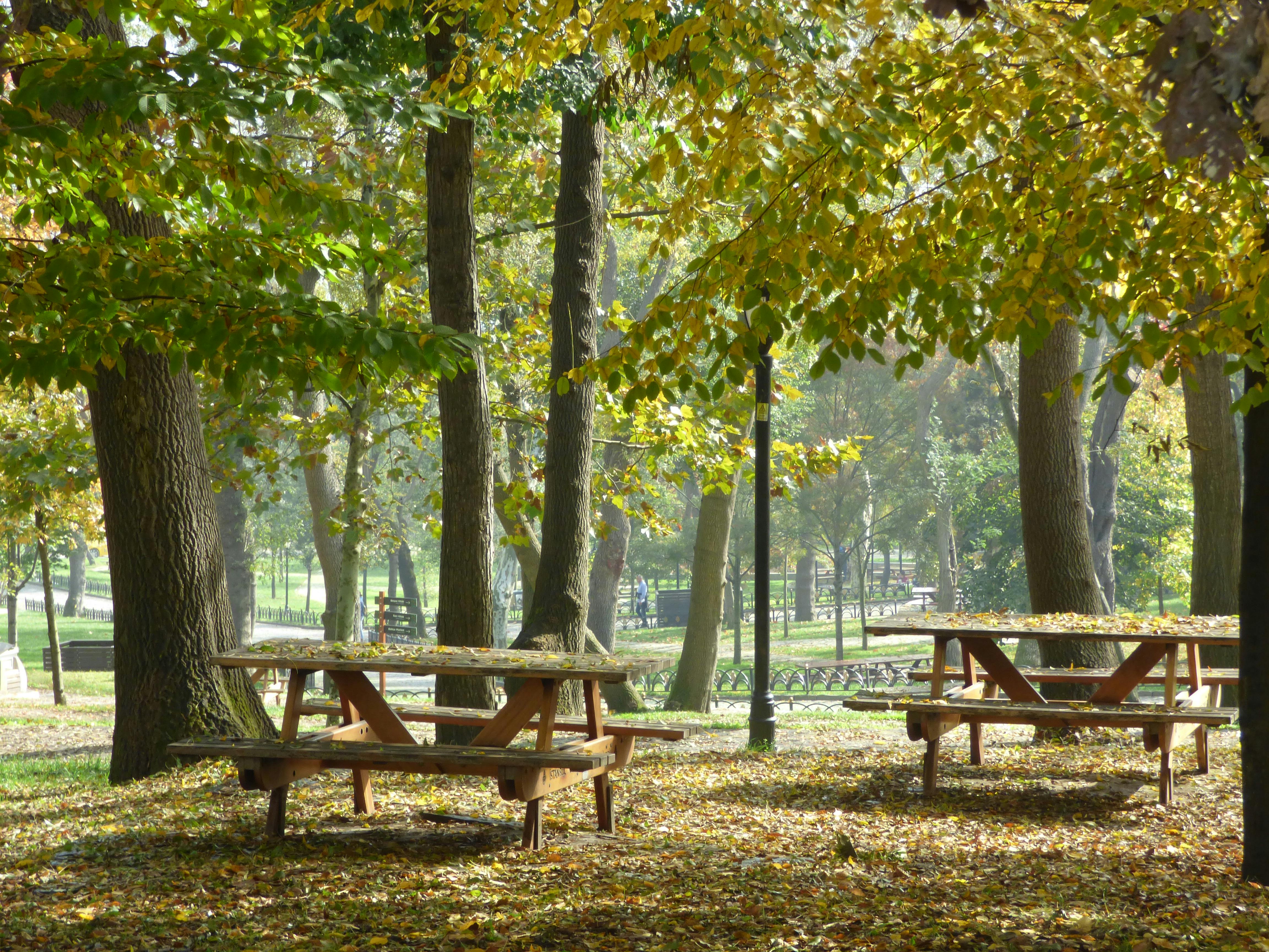 Picnic Area in Park · Free Stock Photo