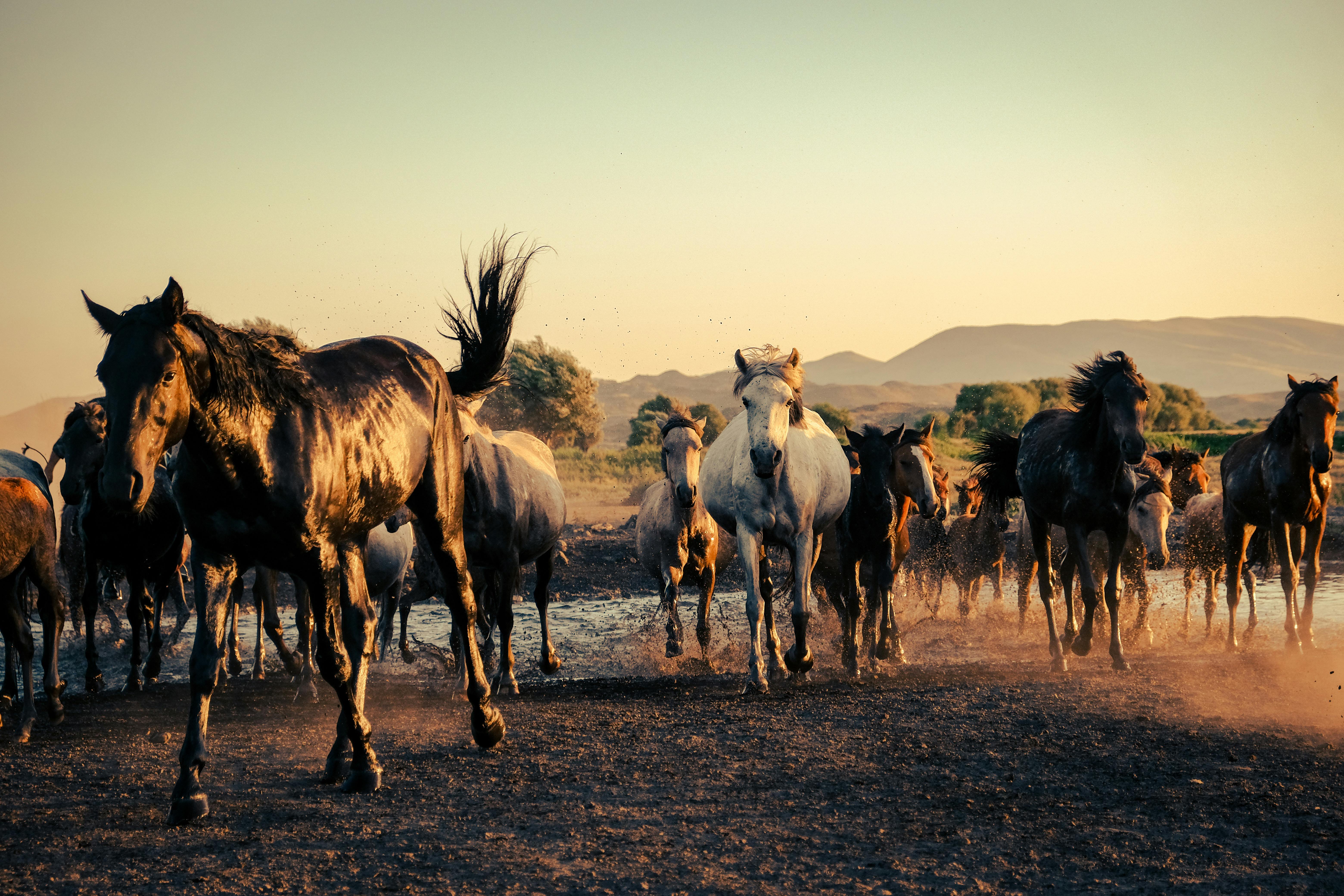 Horses Running Through Field at Dawn · Free Stock Photo
