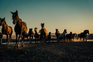 Horses Background Photos, Download The BEST Free Horses Background ...