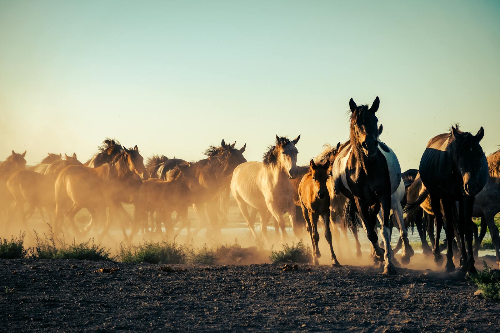 4k 7 Horses Running Photos, Download The BEST Free 4k 7 Horses Running ...