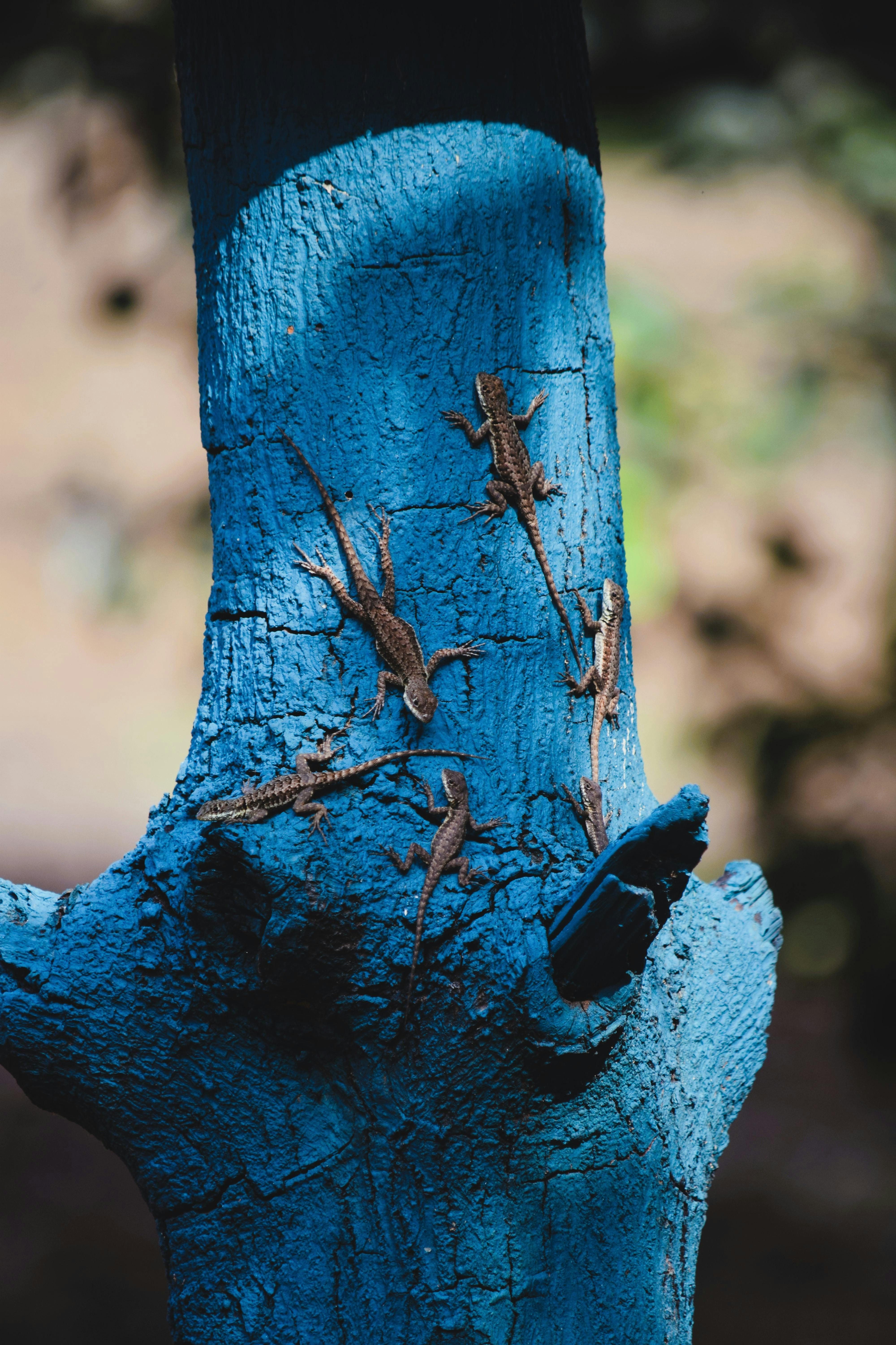 Visuals Of Animals In Their Natural Habitats] Photos, Download The BEST ...