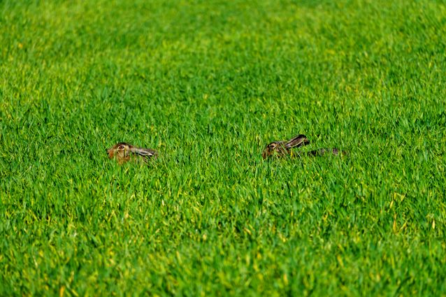Britannia Petite Rabbit Colors, Facts, and Care Tips