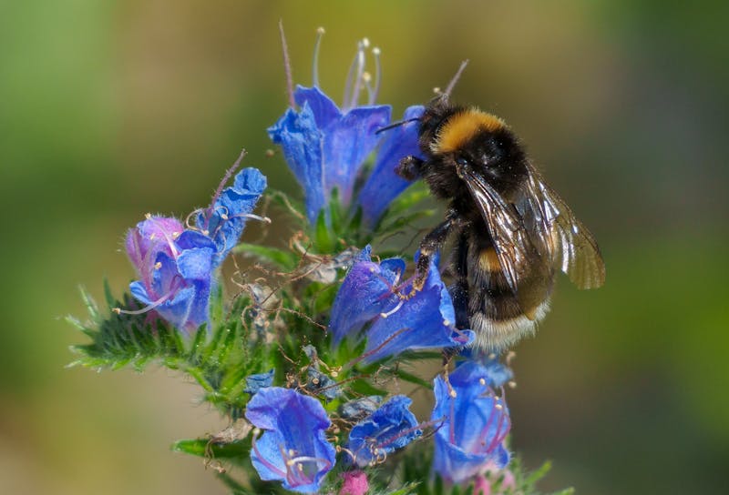 Bumble Bee Photos, Download The BEST Free Bumble Bee Stock Photos & HD ...