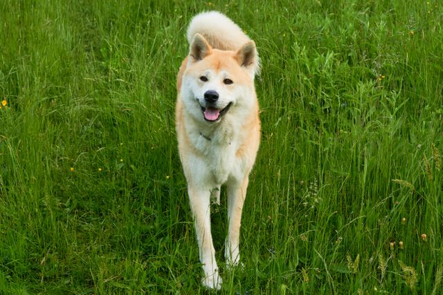 Are Akitas Cuddly and Loyal Family Dogs? Traits Explained