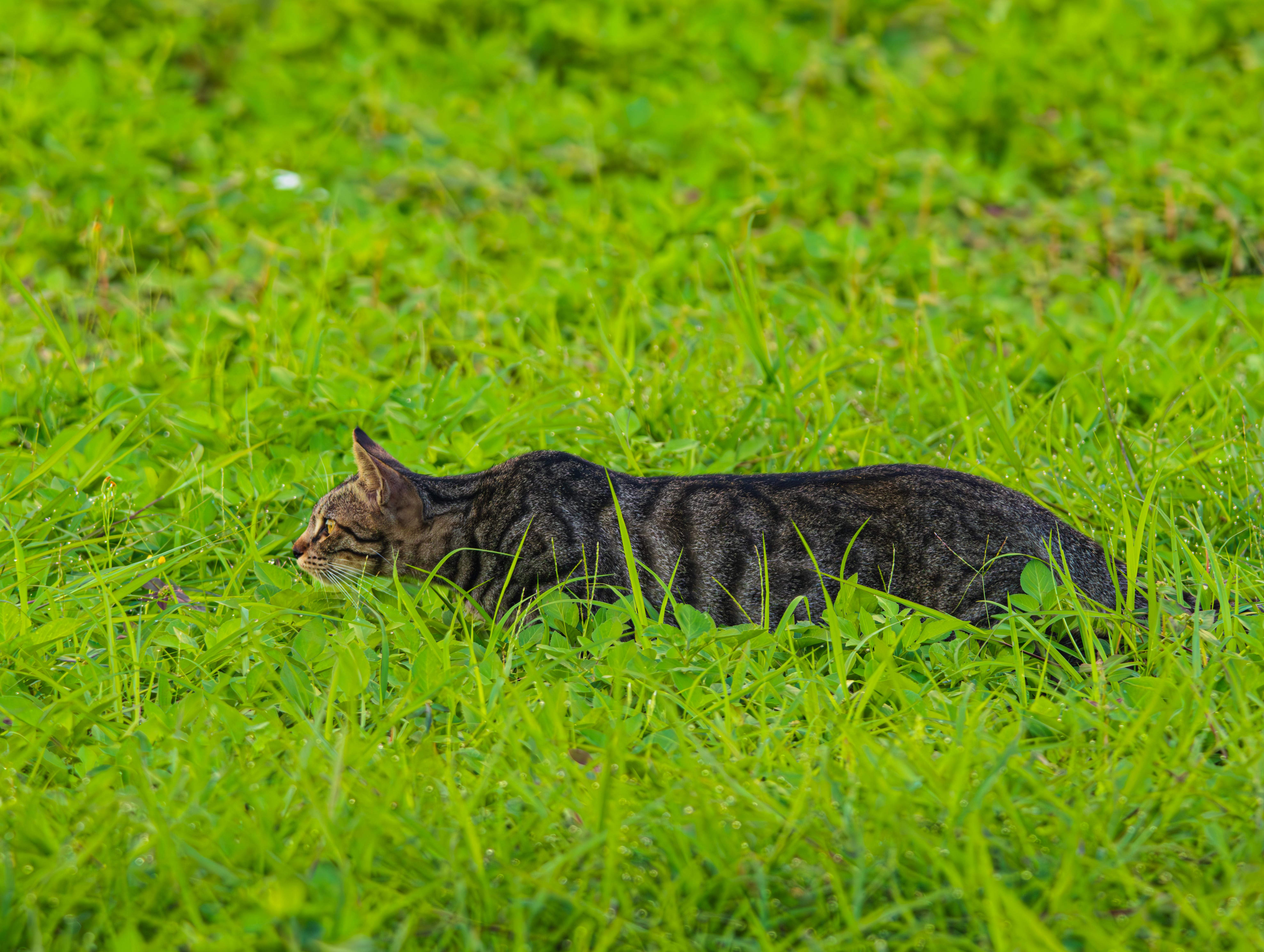 Gray Cat Sneaking in Grass · Free Stock Photo