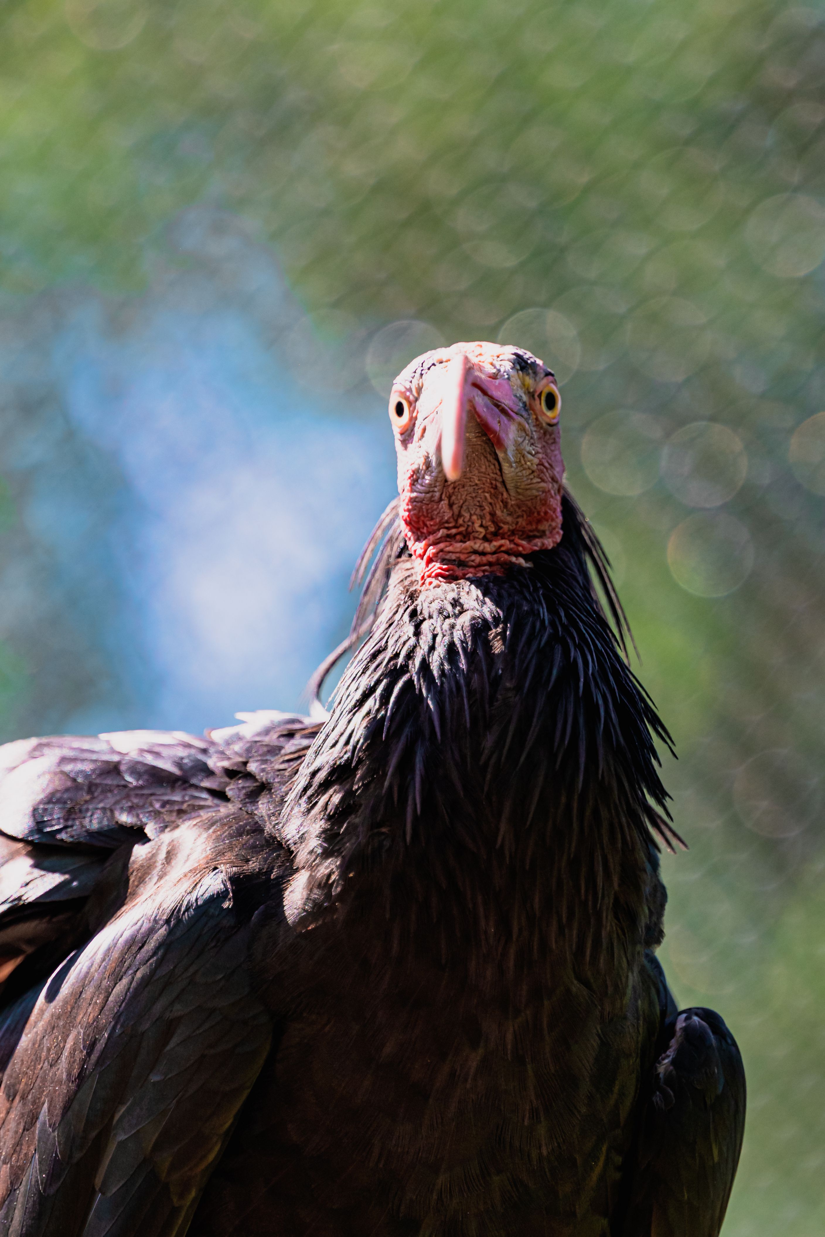 Head of Northern Bald Ibis · Free Stock Photo