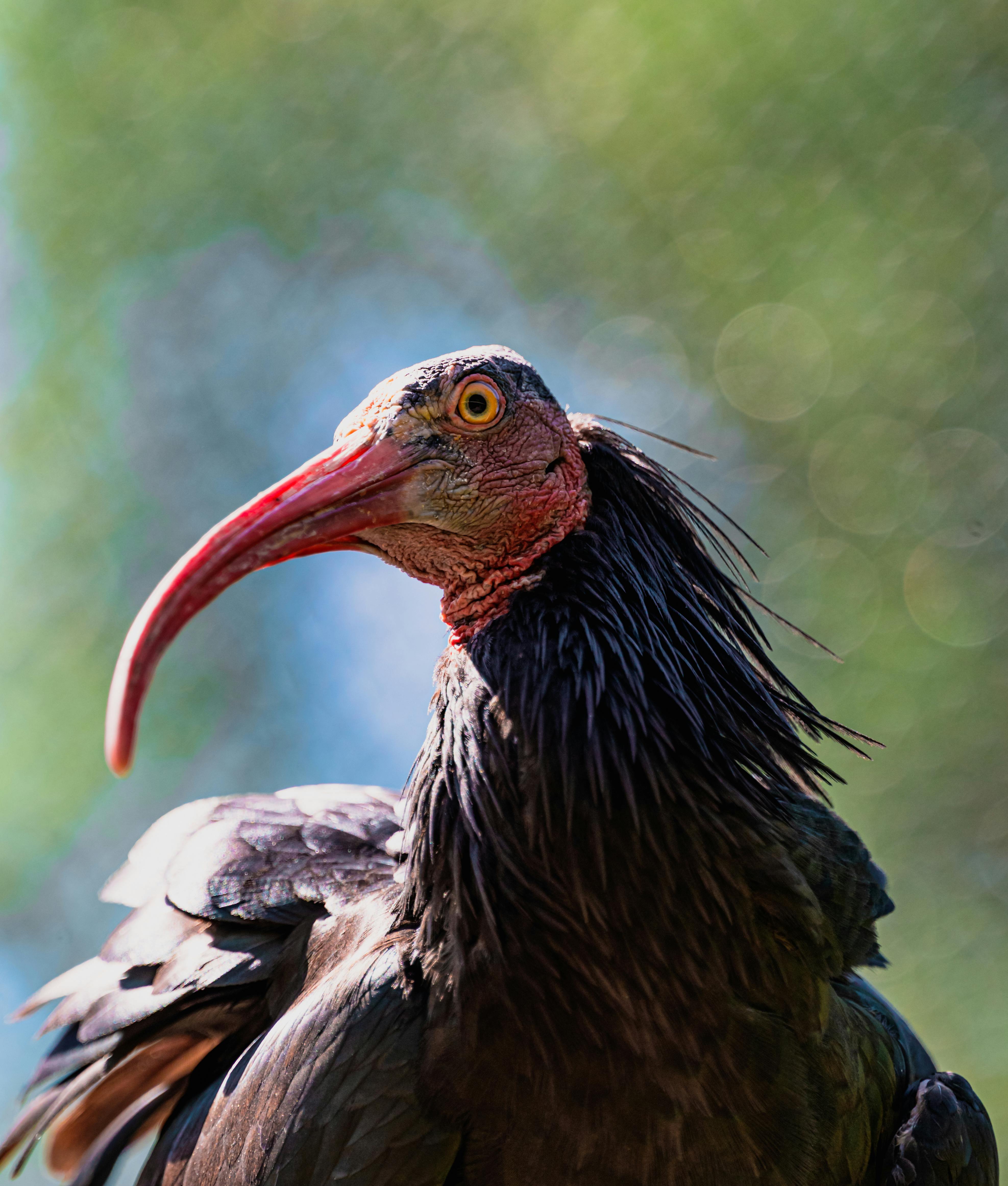 Northern Bald Ibis · Free Stock Photo
