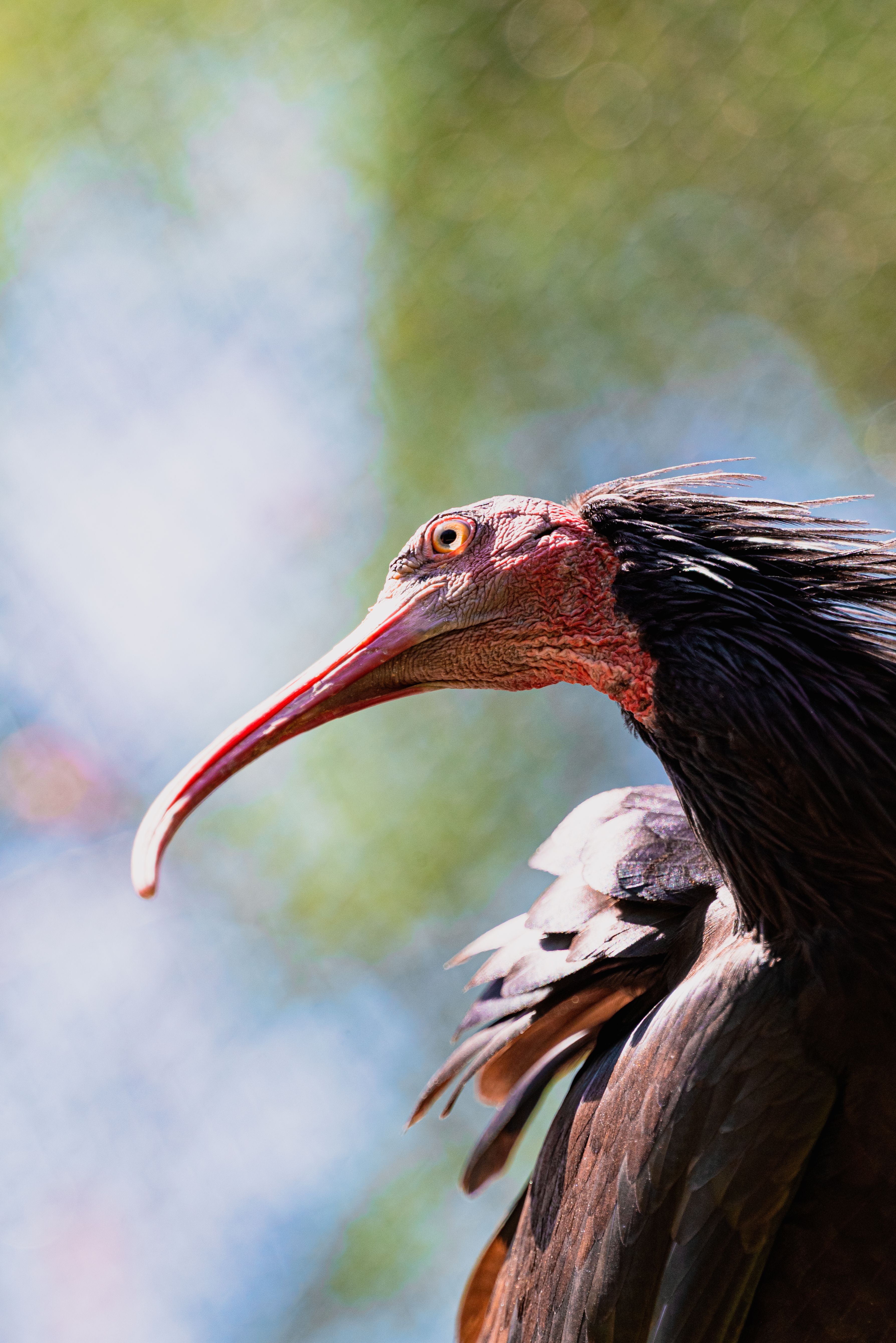 Head of Northern Bald Ibis · Free Stock Photo