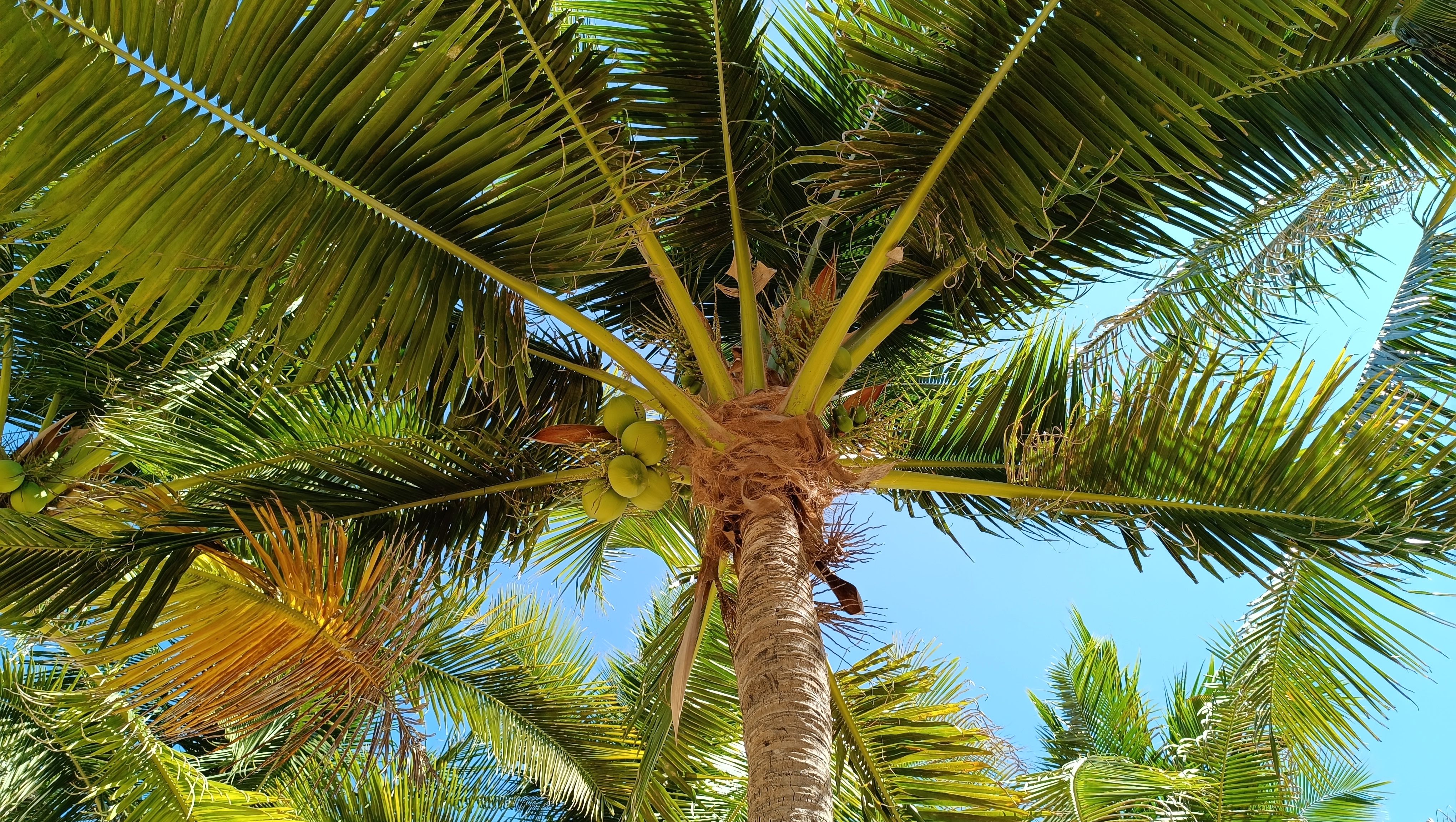 Palm Tree with Coconuts · Free Stock Photo