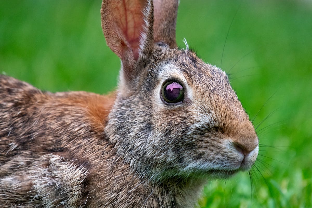 Rabbit Face Photos, Download The BEST Free Rabbit Face Stock Photos ...