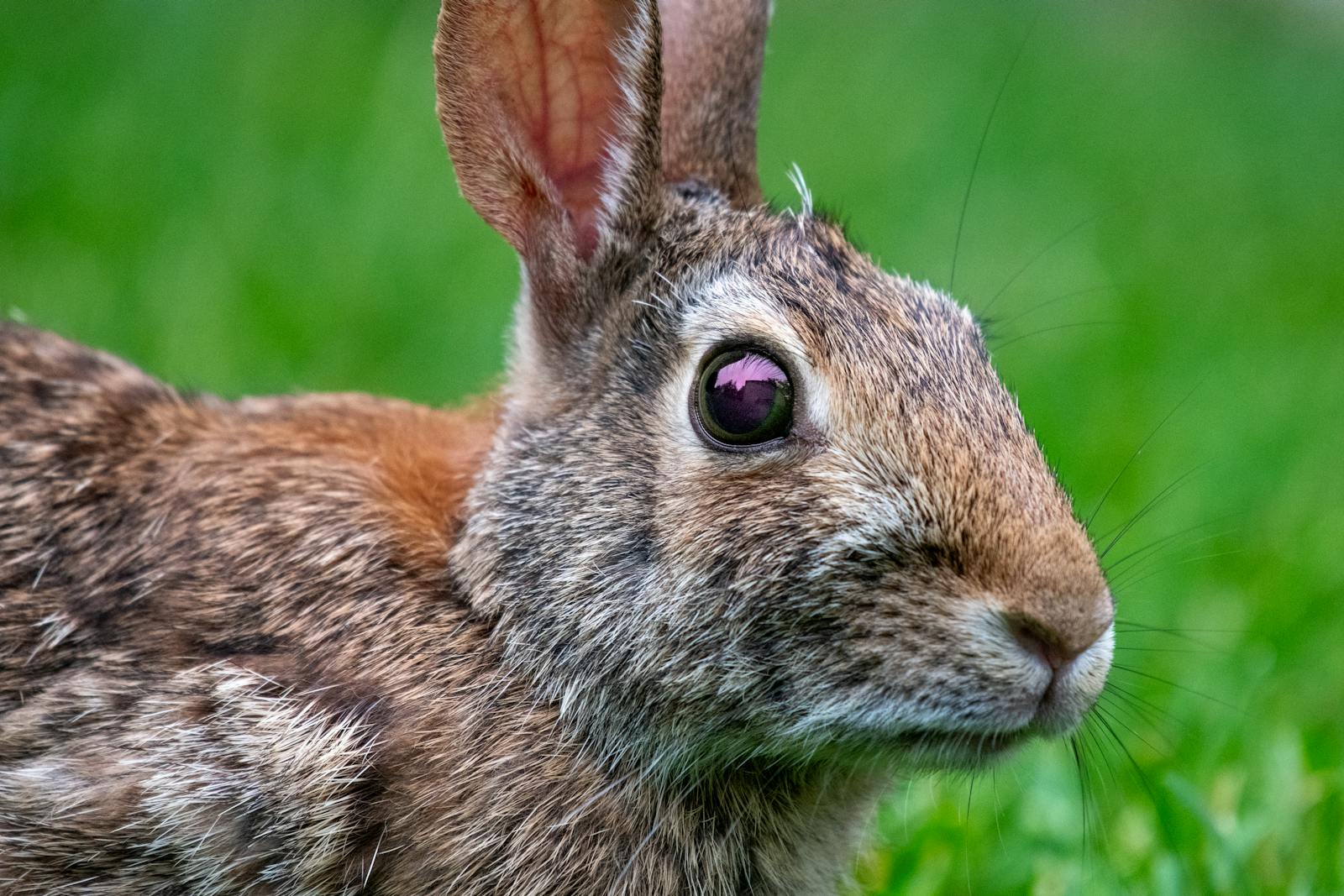 Rabbit Face Photos, Download The BEST Free Rabbit Face Stock Photos ...
