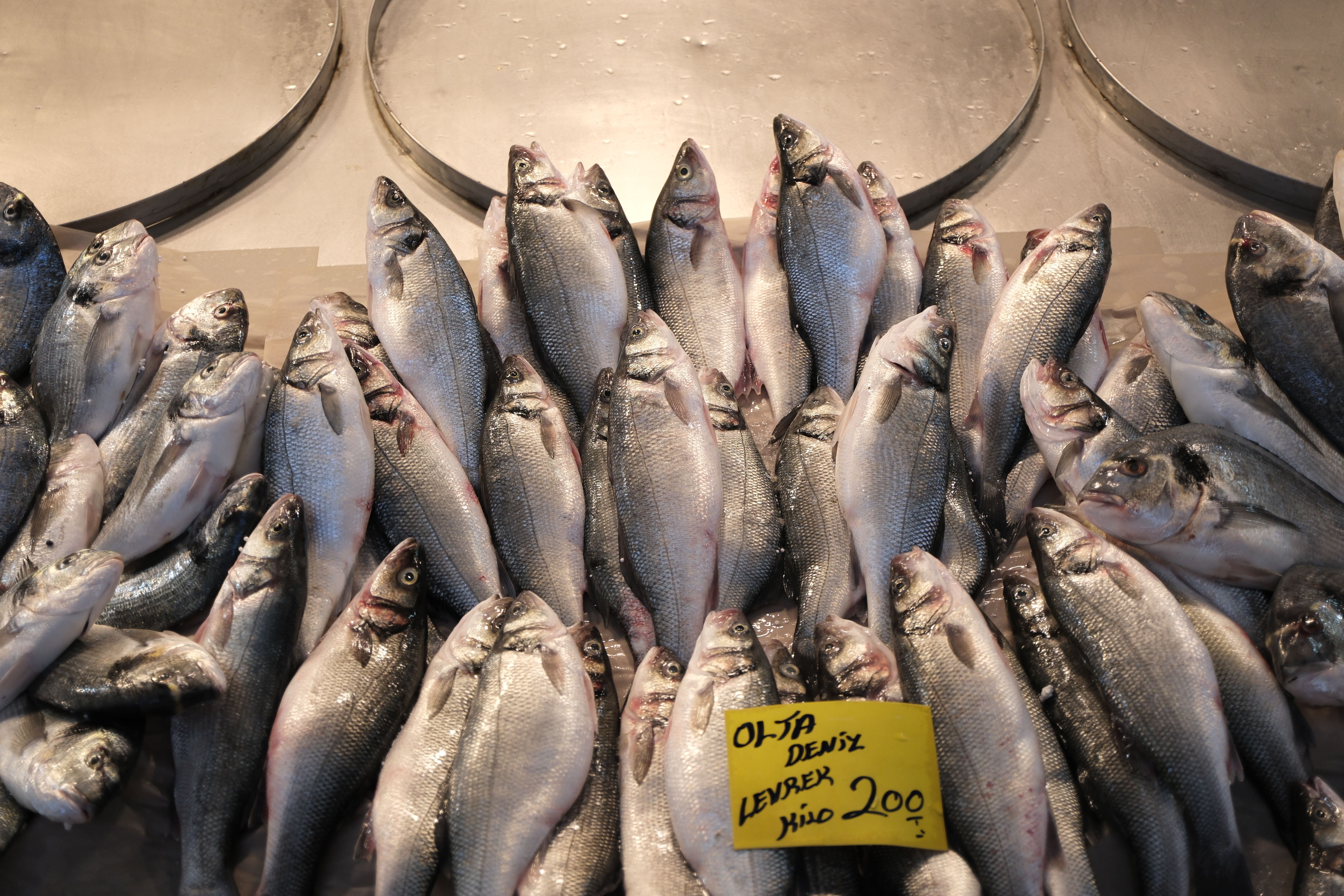 A bunch of fish on display with a price tag · Free Stock Photo