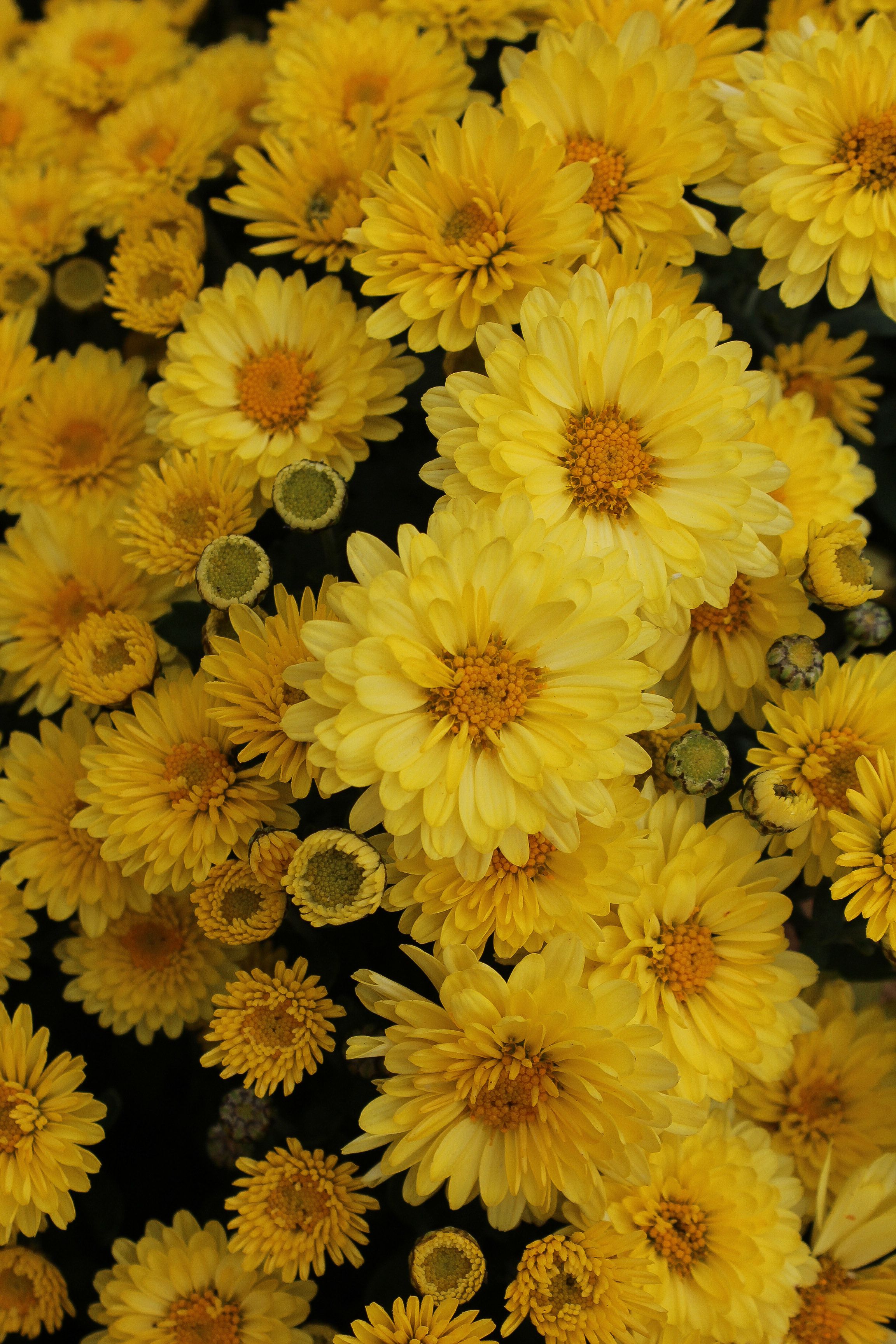 Abundance of Yellow Daisies · Free Stock Photo