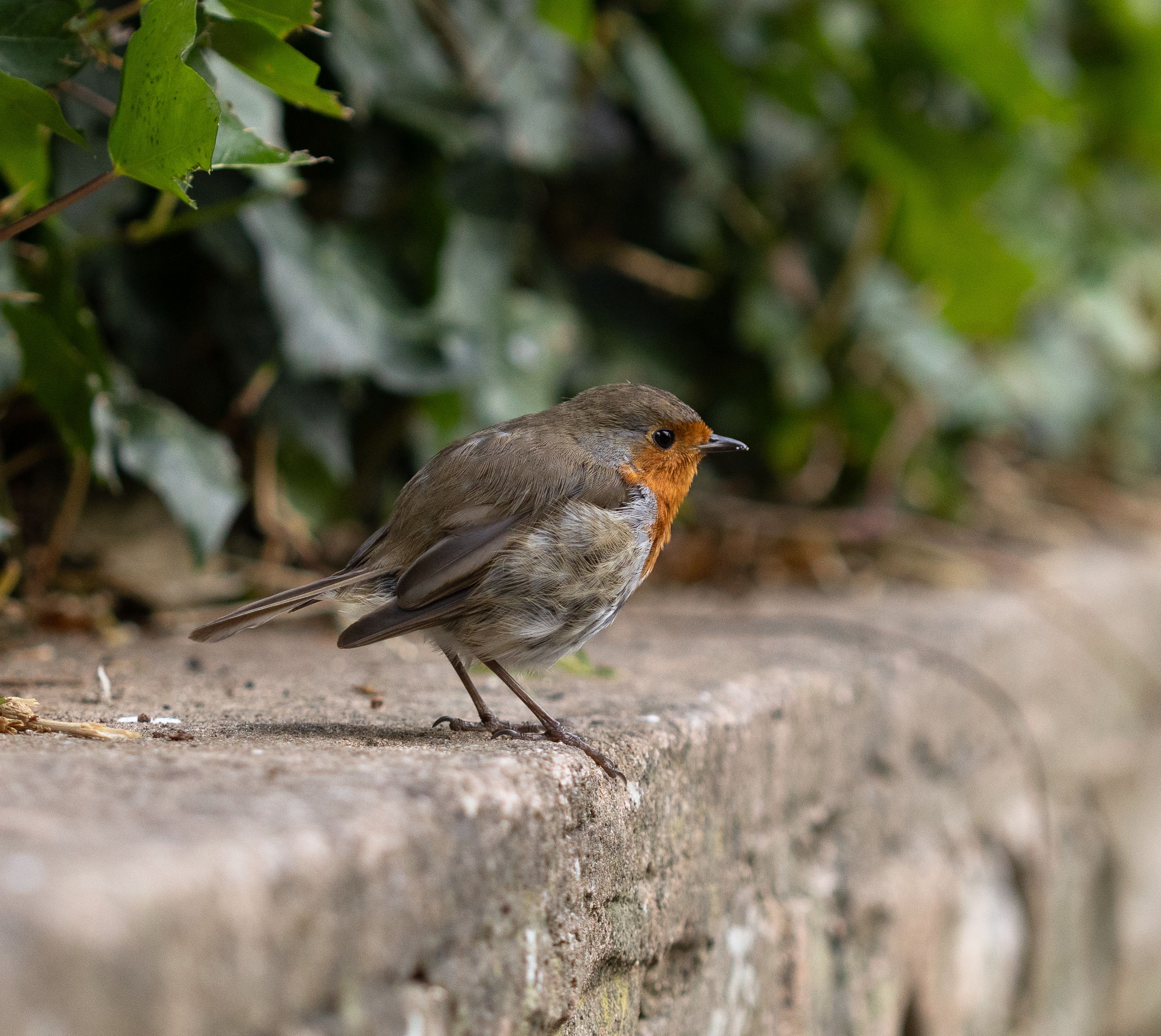 Close-up of a Robin Perched on a Wall · Free Stock Photo