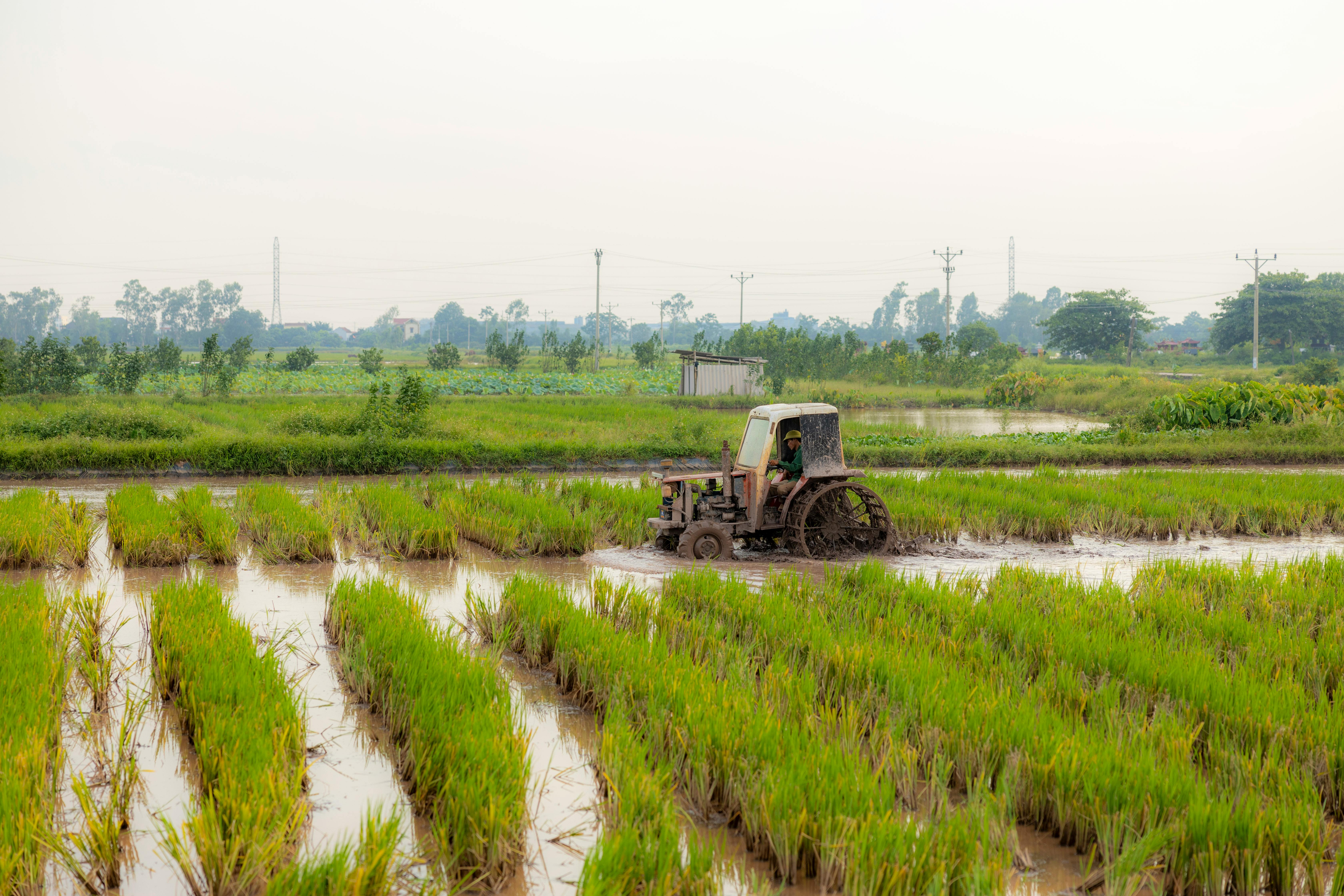 Foto stok gratis tentang agrikultura, air, alam, bangsa, berlumpur ...