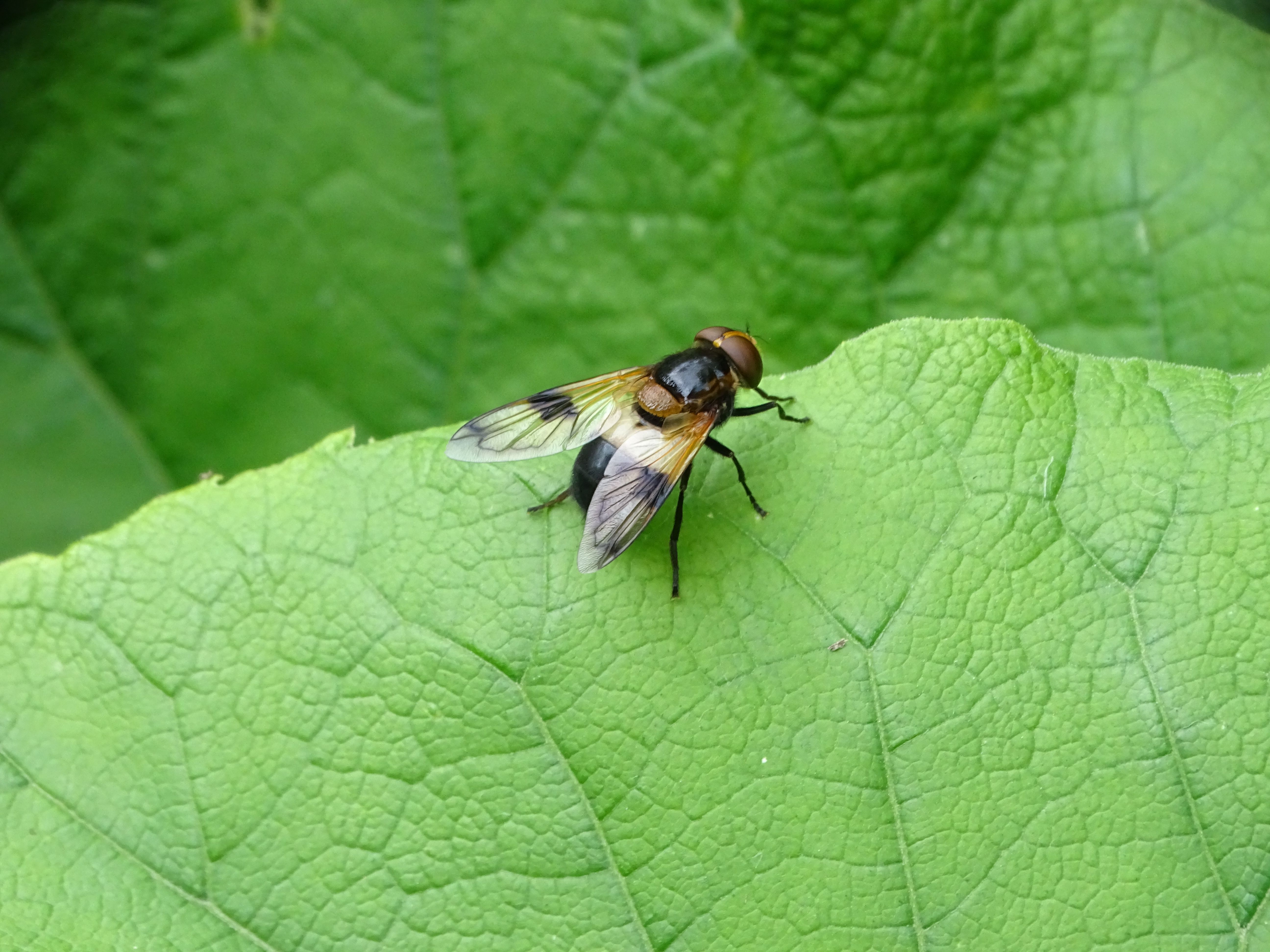 Vegetable Insects Photos, Download The BEST Free Vegetable Insects ...