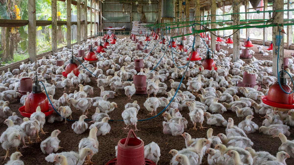 Poultry Farm Photos, Download The BEST Free Poultry Farm Stock Photos ...