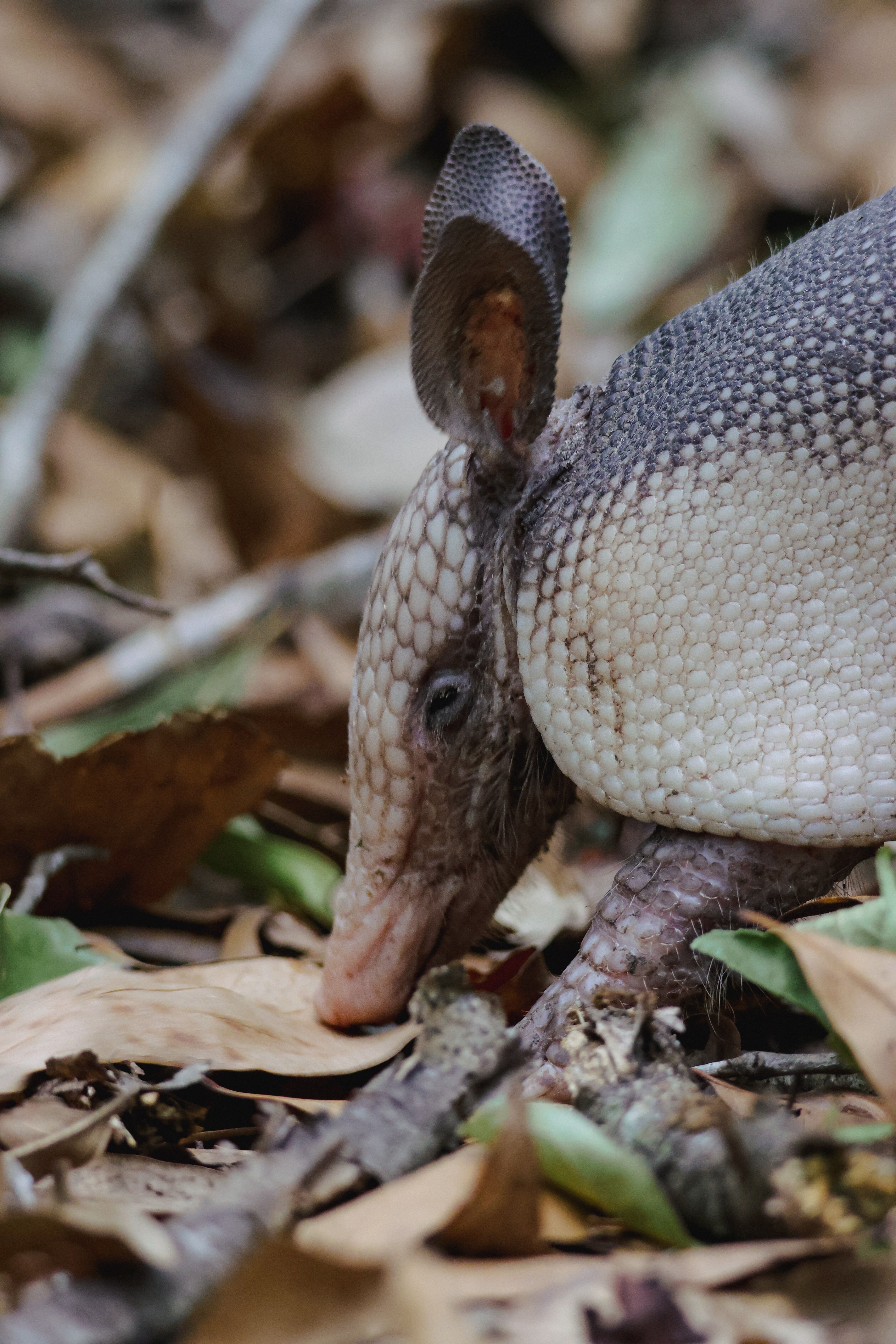 Armadillo on Leaves · Free Stock Photo