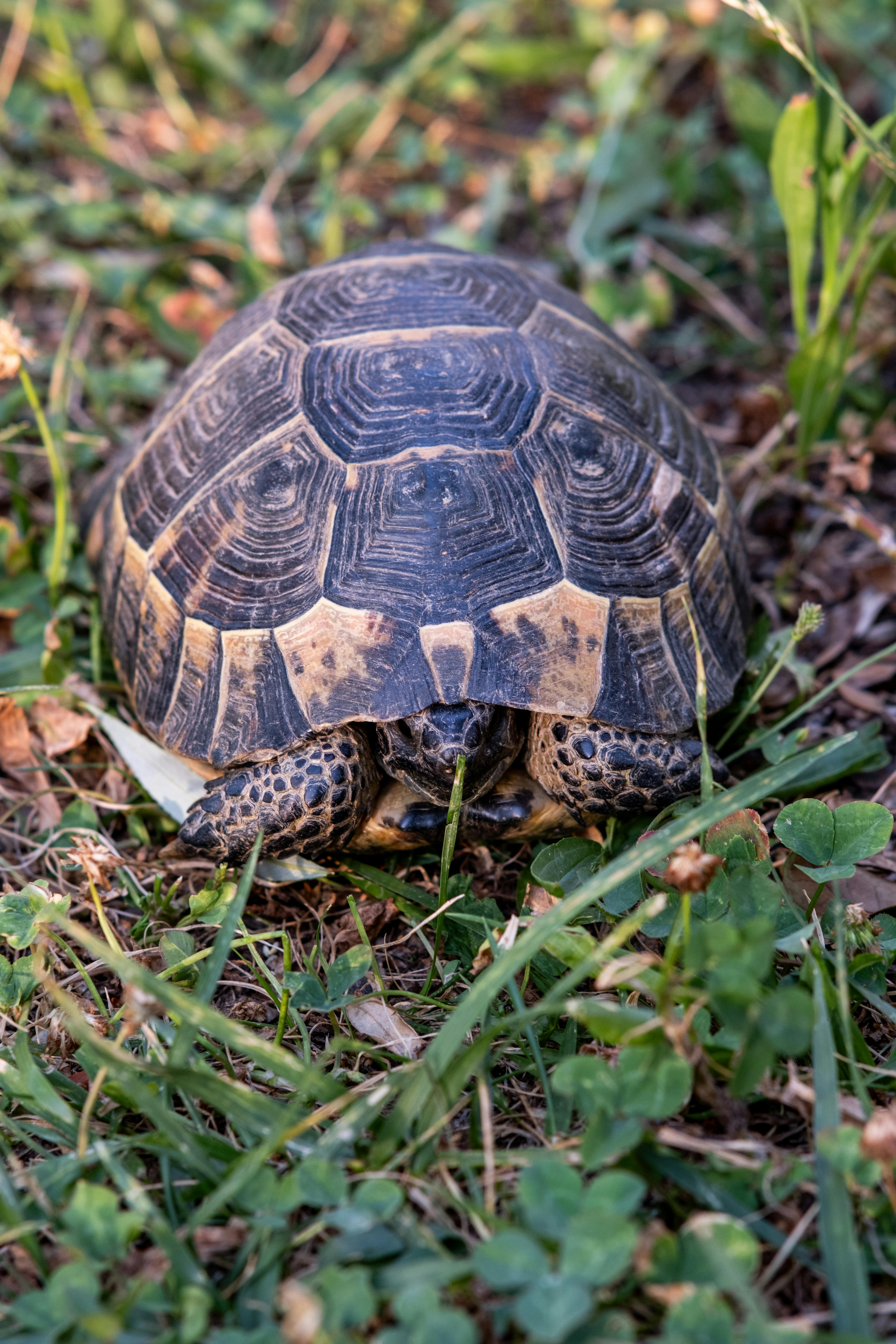 Turtle Hidden in Shell · Free Stock Photo
