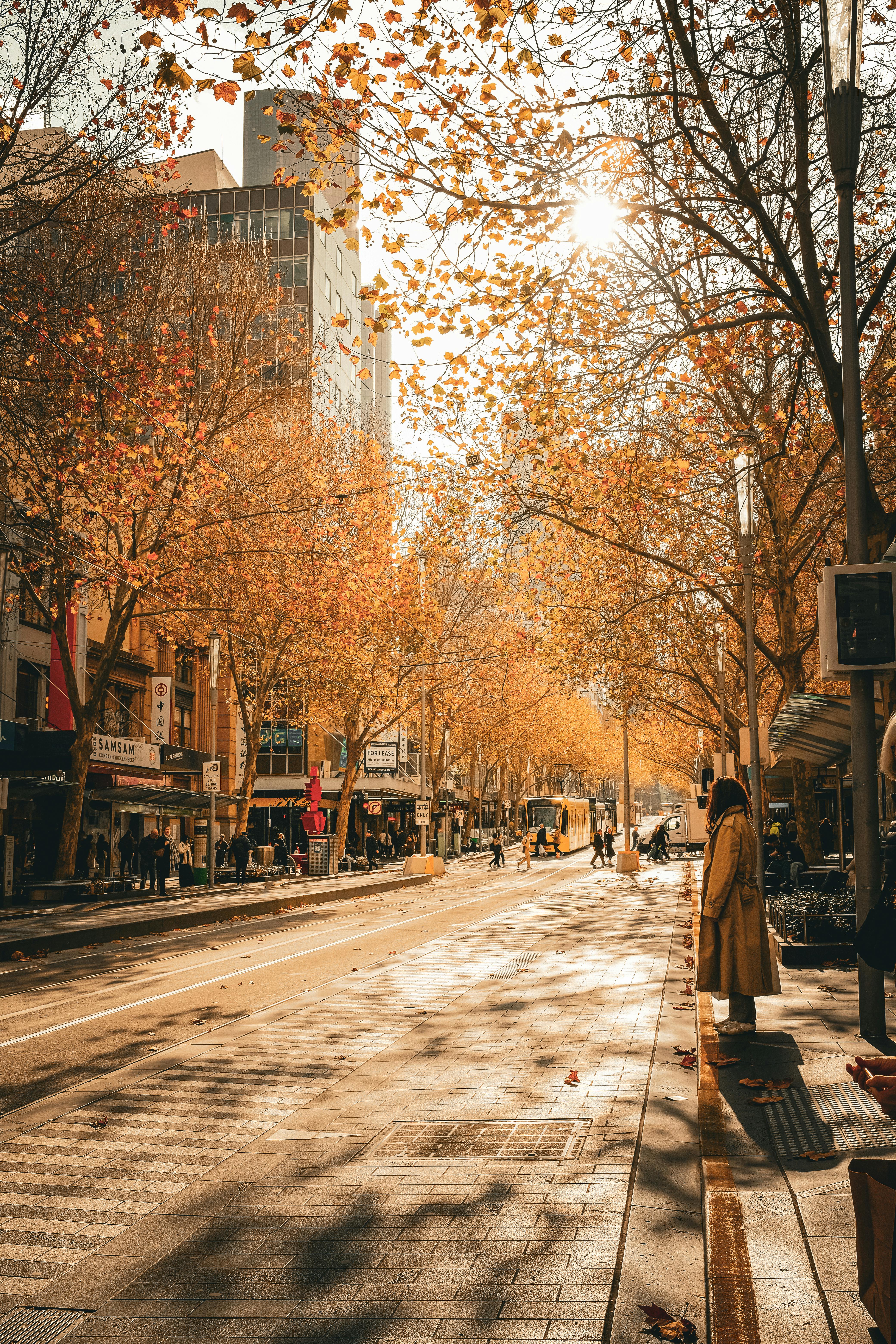 Treelined City Street in Autumn · Free Stock Photo
