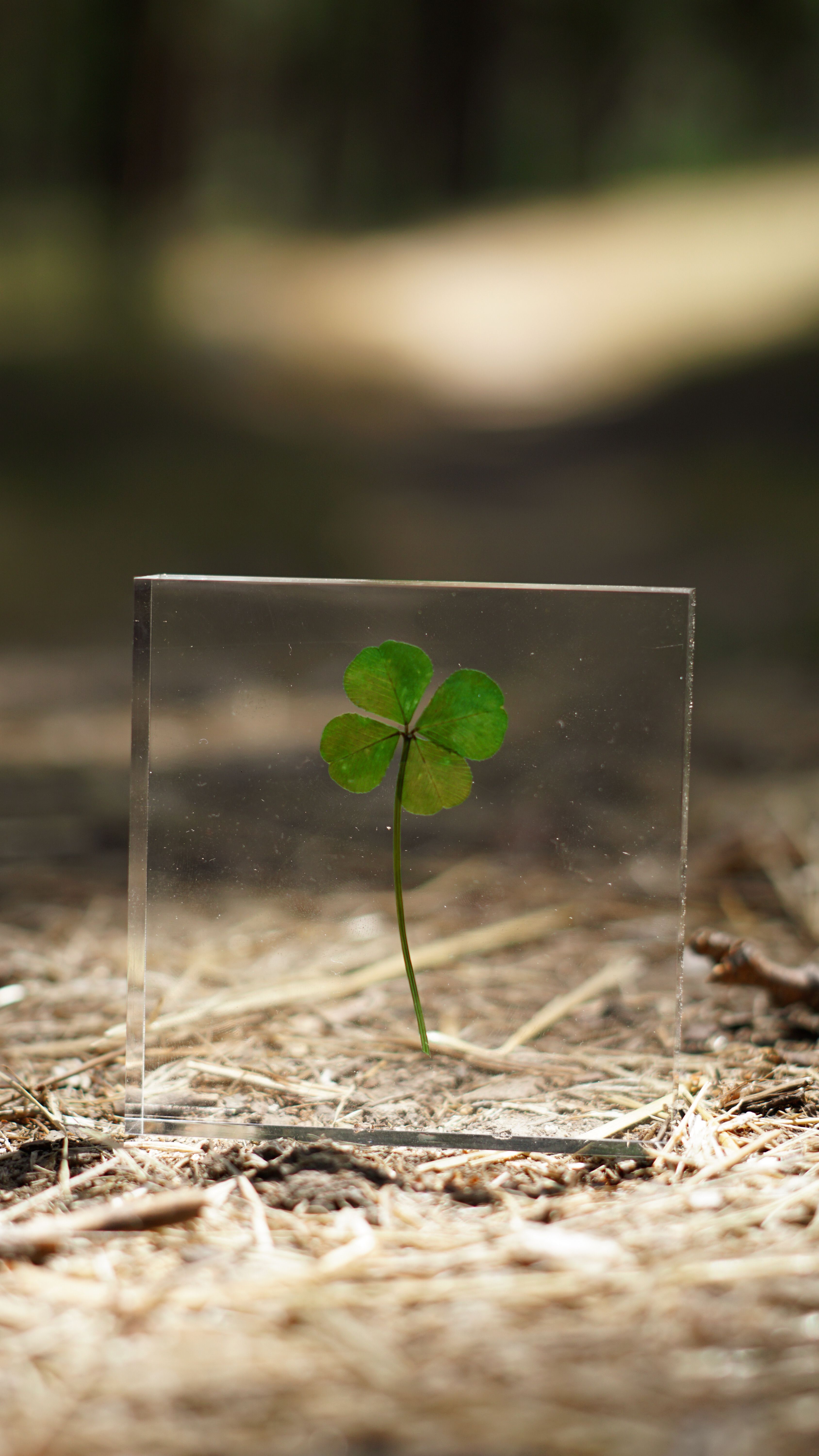 A four leaf clover is in a glass box · Free Stock Photo