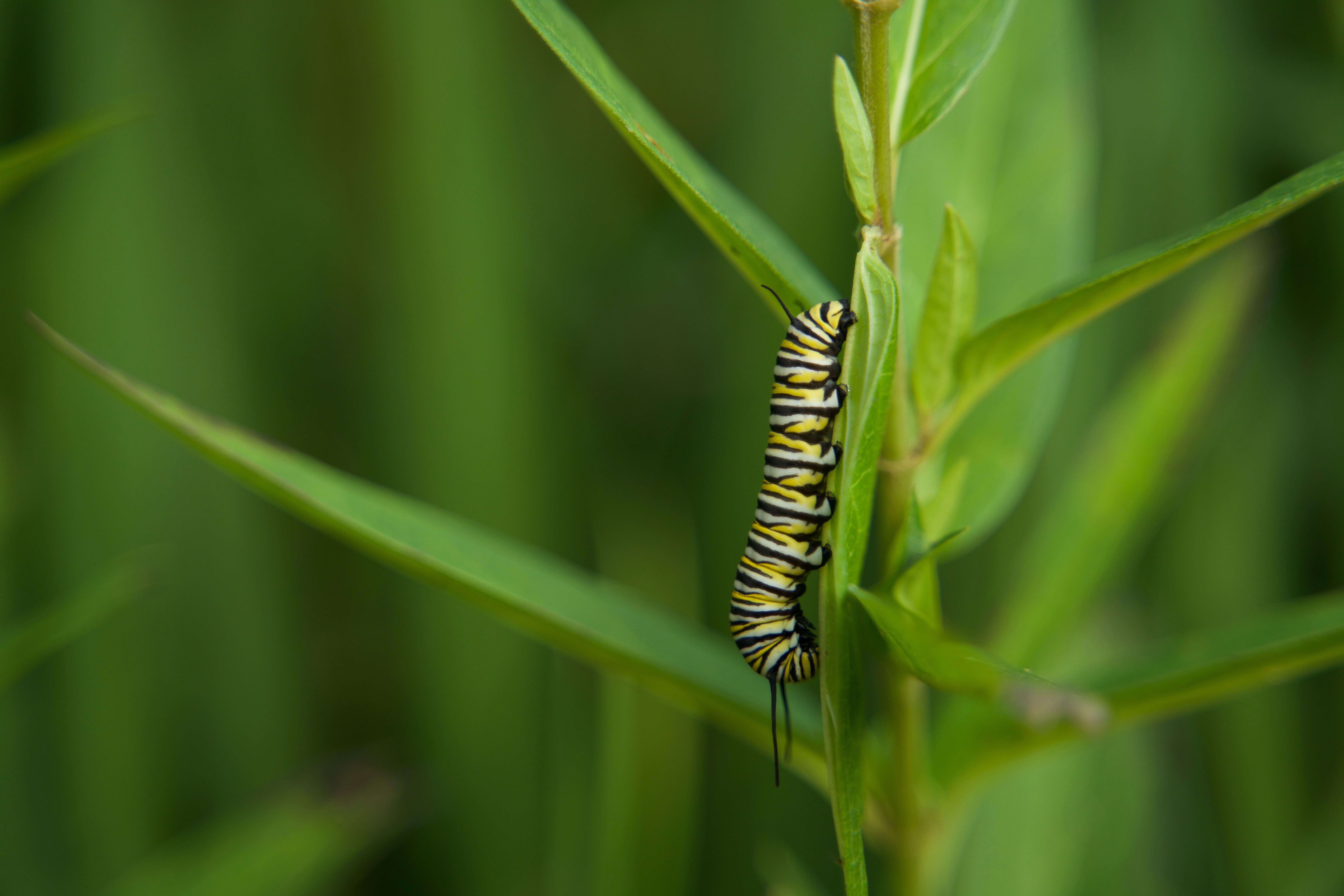Caterpillar · Free Stock Photo