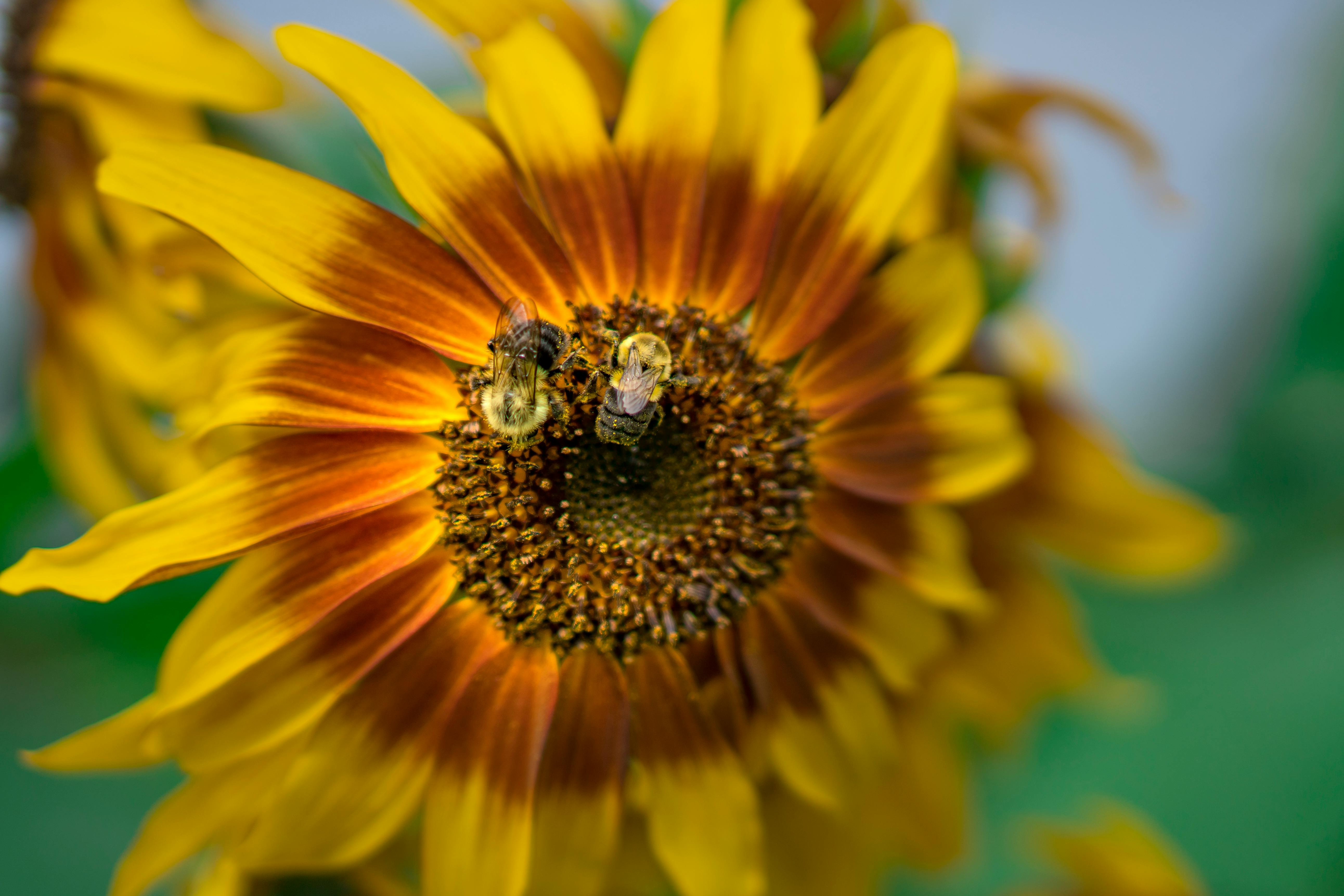 Cycle of Life · Free Stock Photo