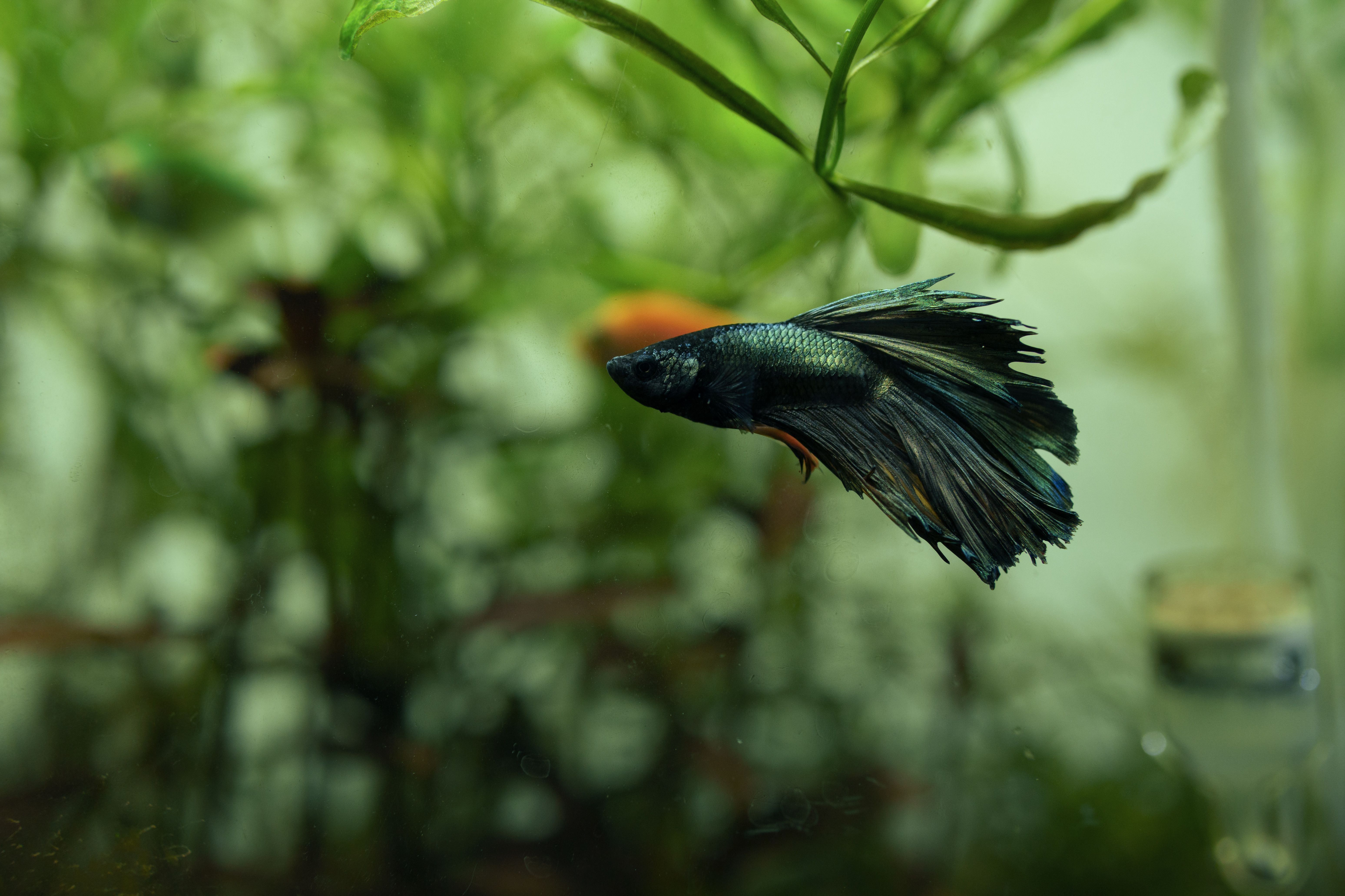 Siamese Fighting Fish in Aquarium · Free Stock Photo