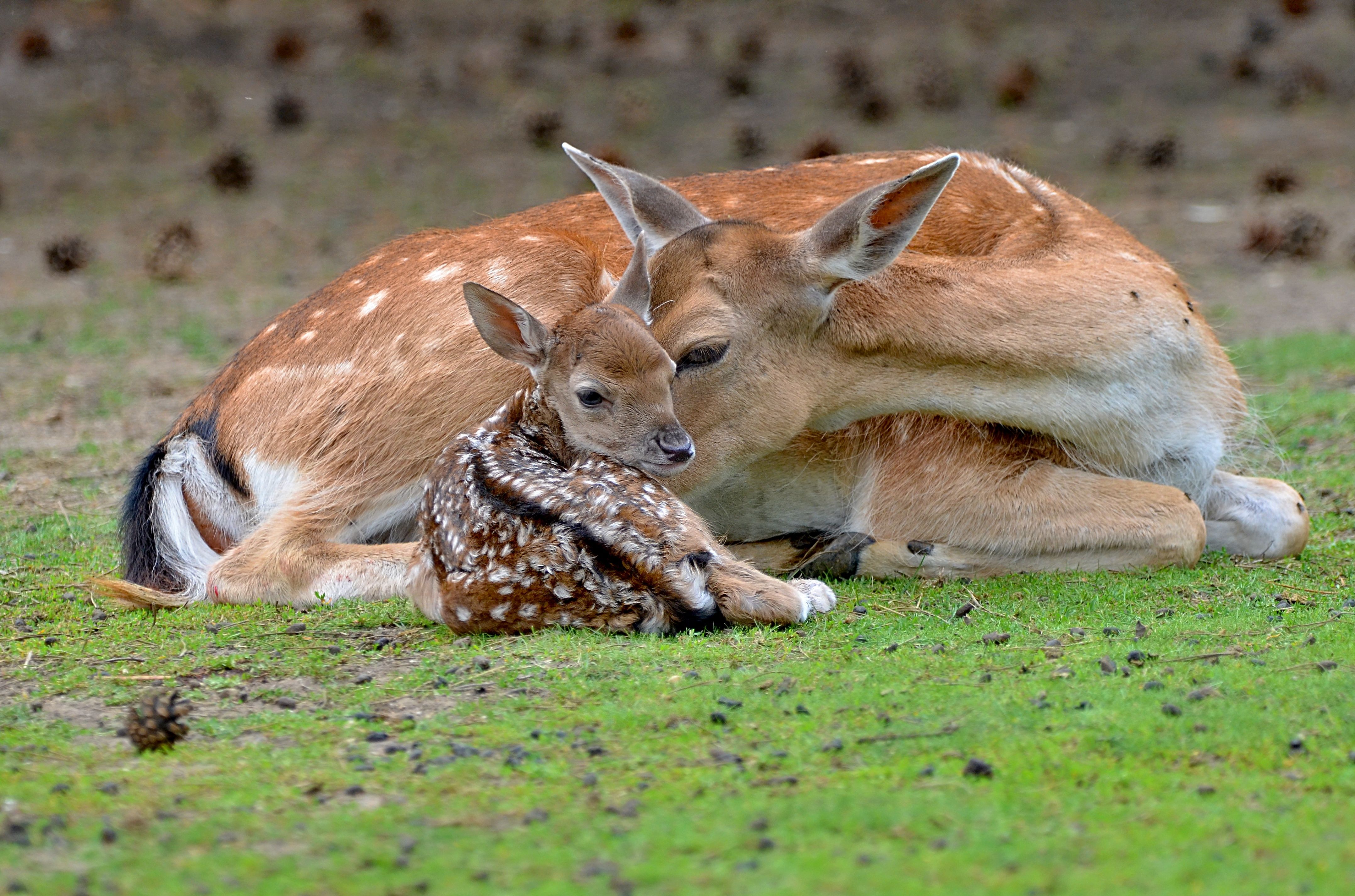 Deer with Fawn Lying on Ground · Free Stock Photo