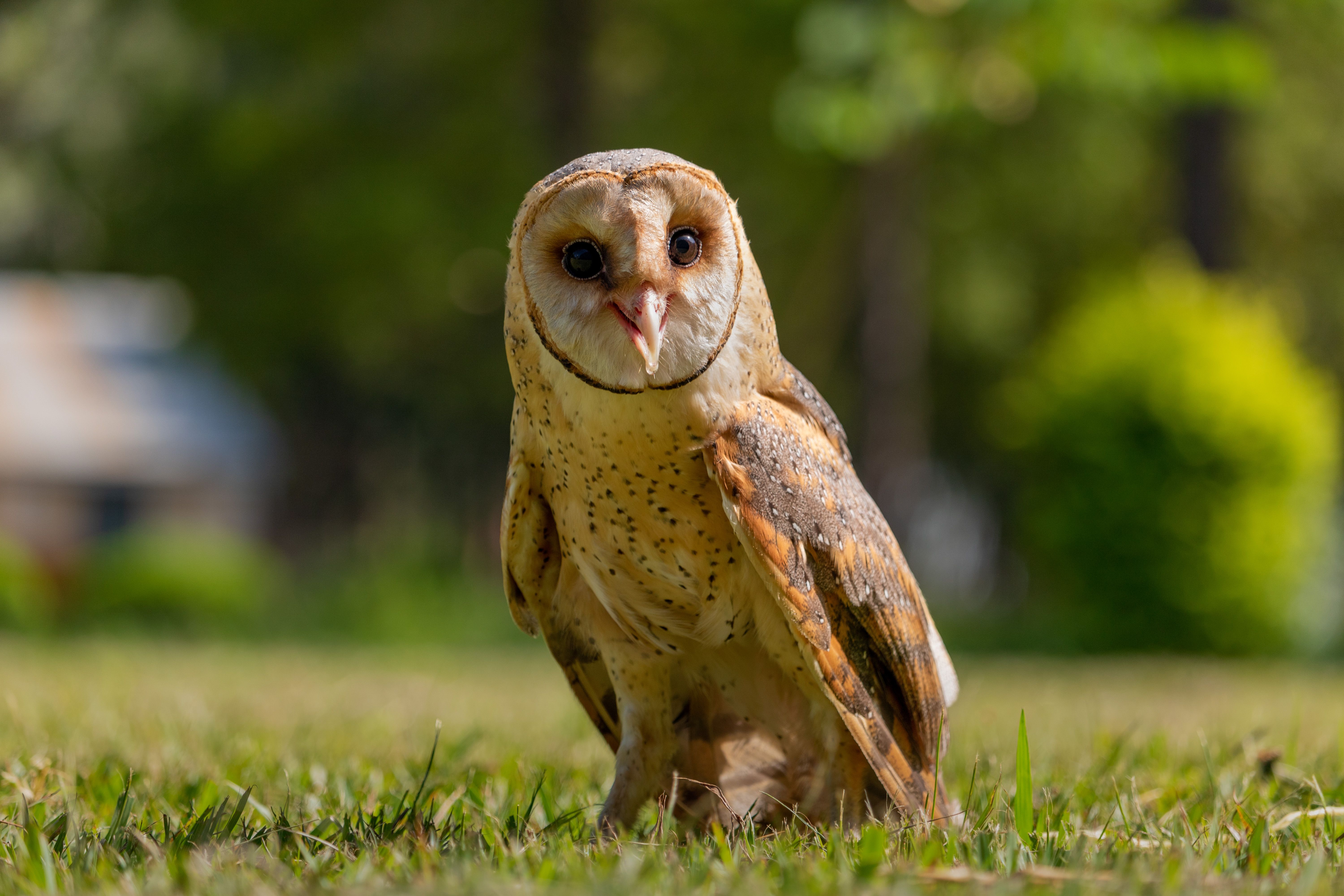 Barn Owl on Grass · Free Stock Photo
