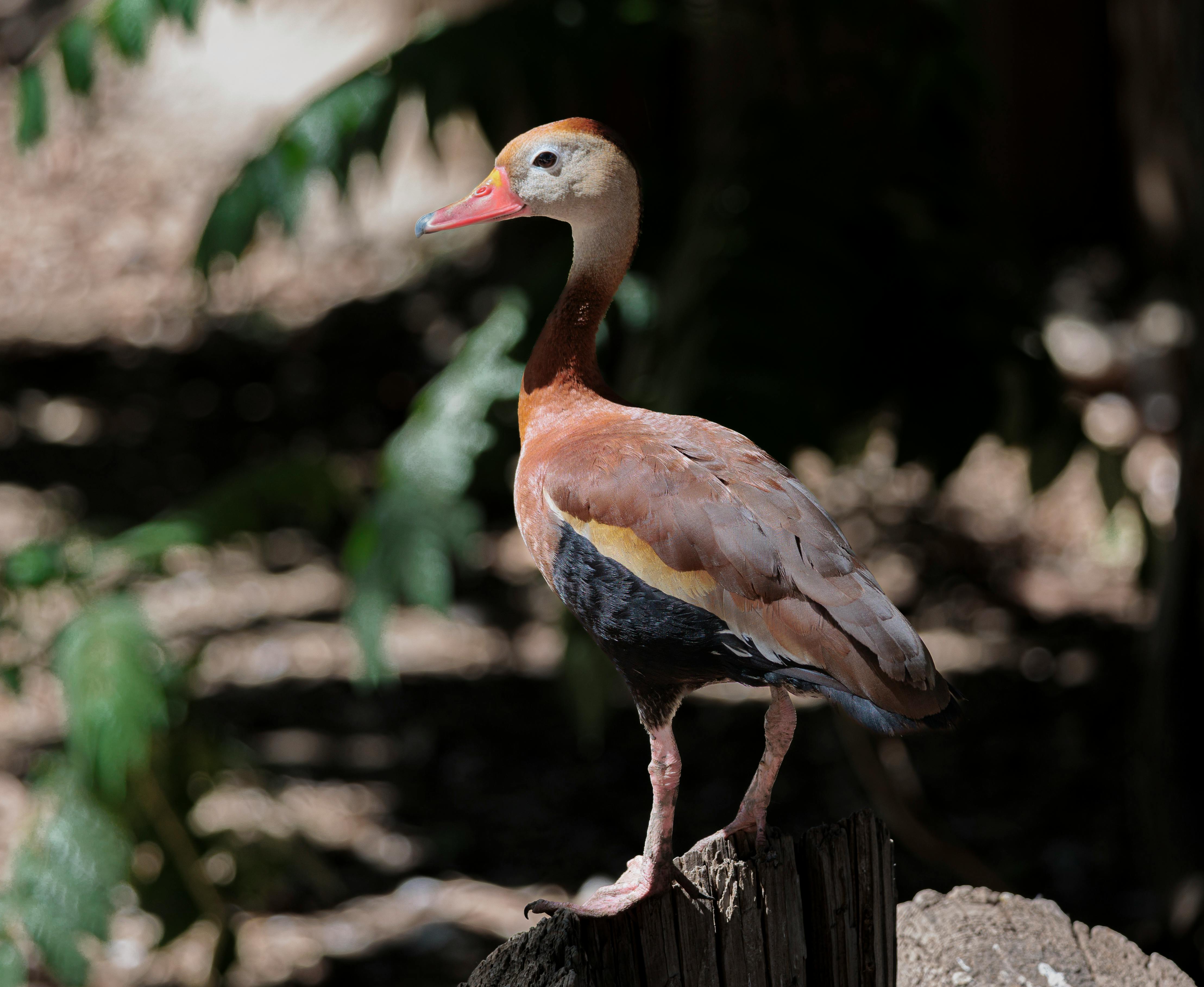 17.035+ Fotos y Imágenes de Pato listesi Gratis · Banco de Fotos Gratis