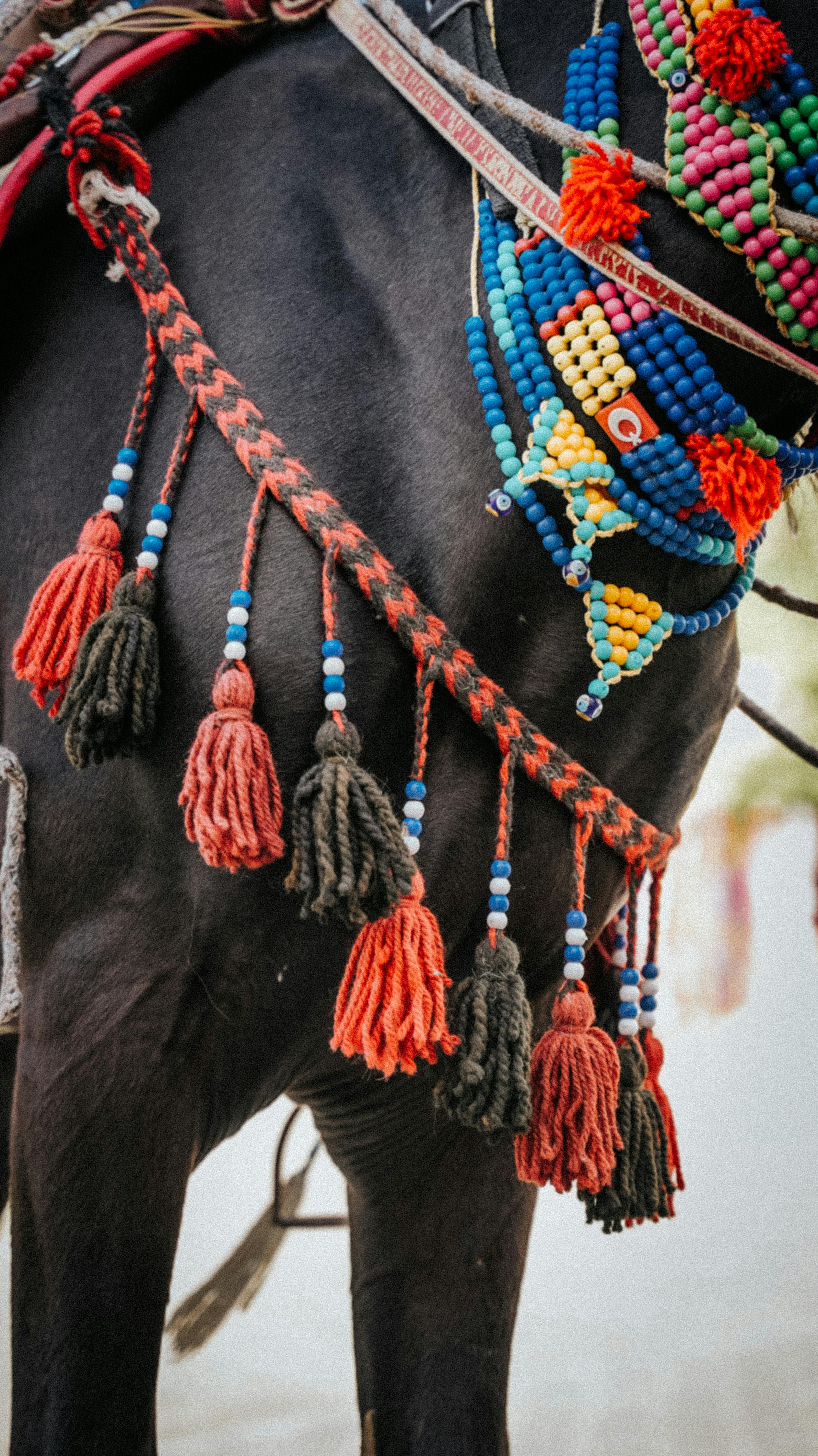 Black Horse in Decorative Harness · Free Stock Photo