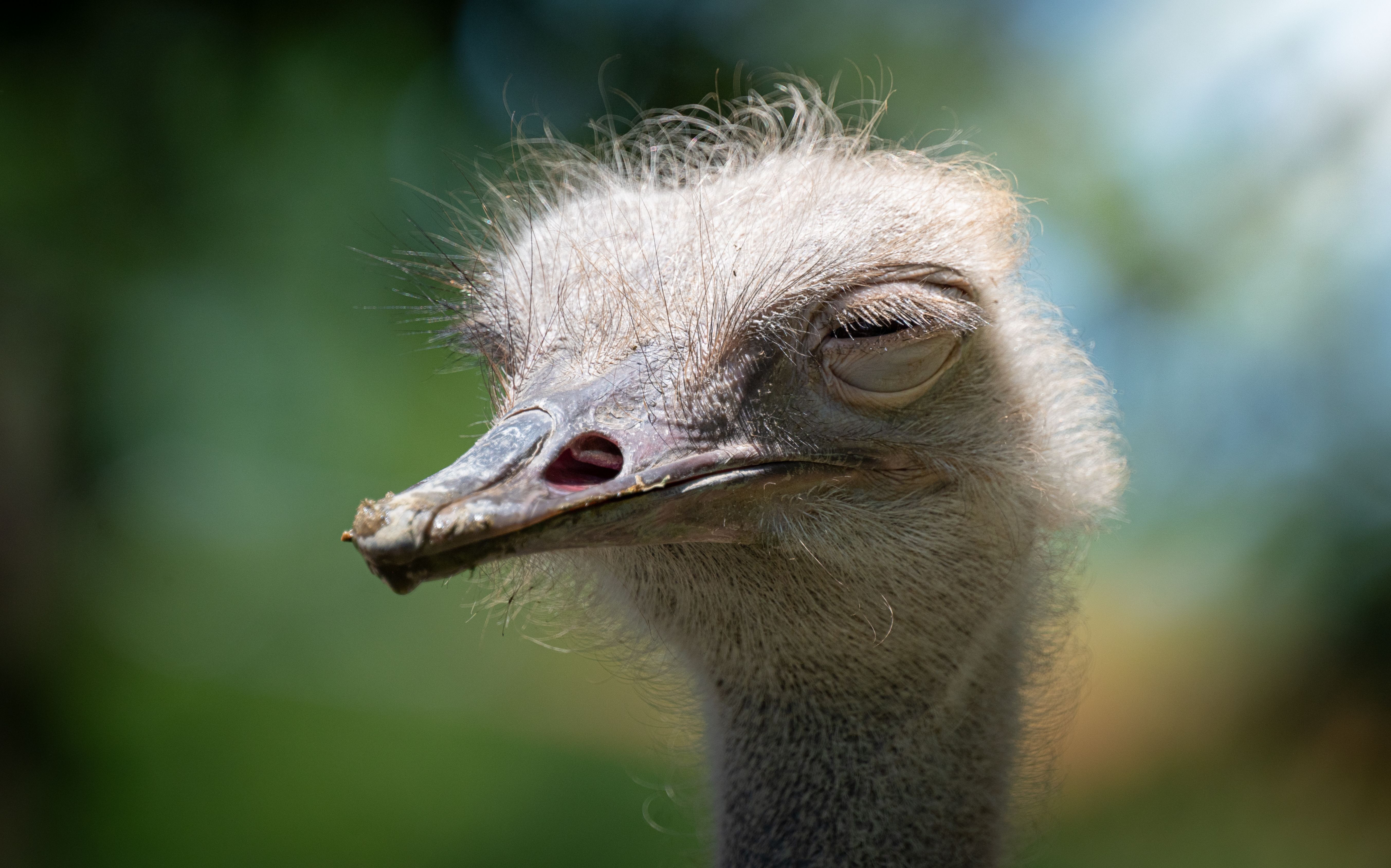 An ostrich with its head tilted to the side · Free Stock Photo
