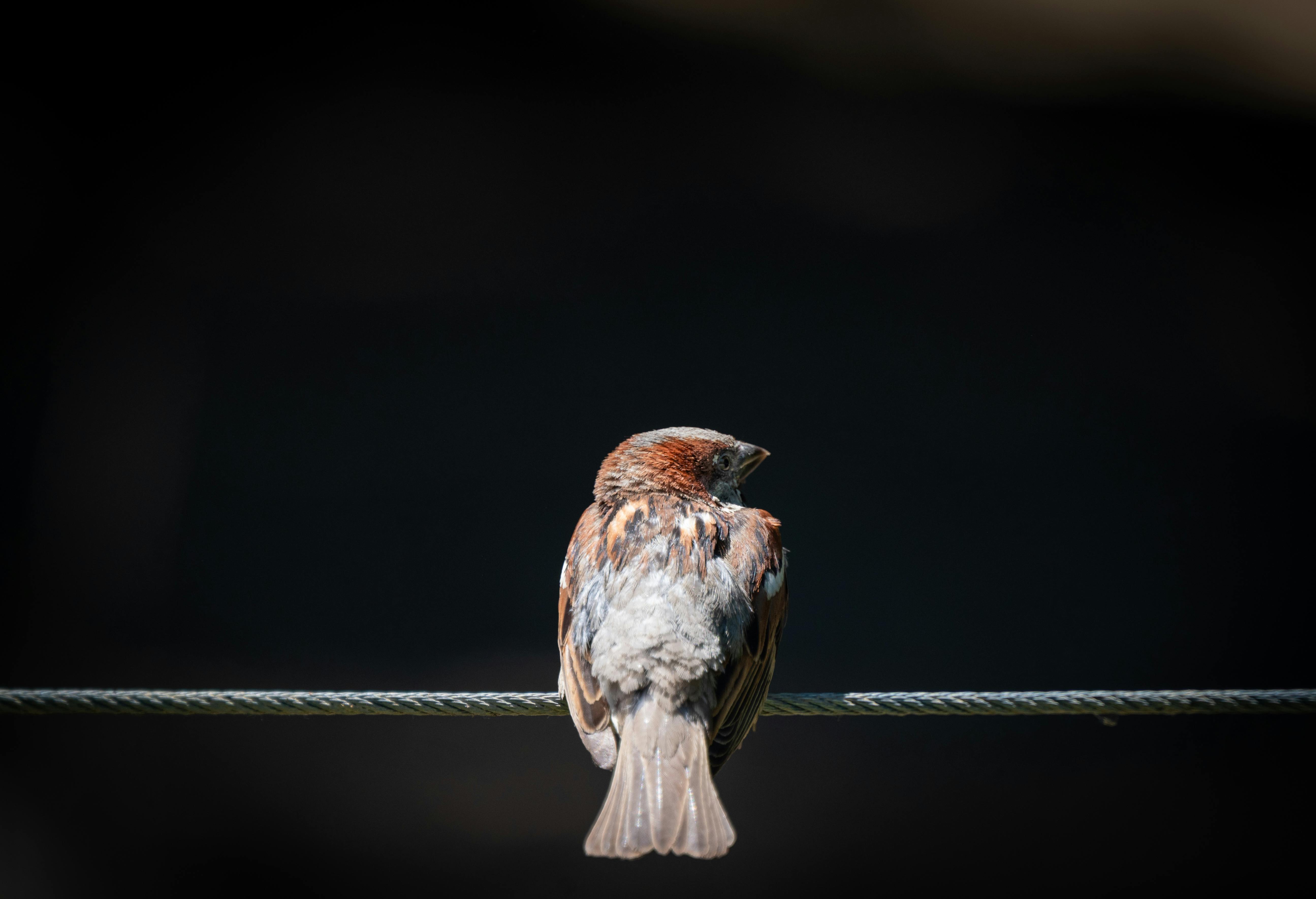 Close-up of a Sparrow Perched on a Line · Free Stock Photo