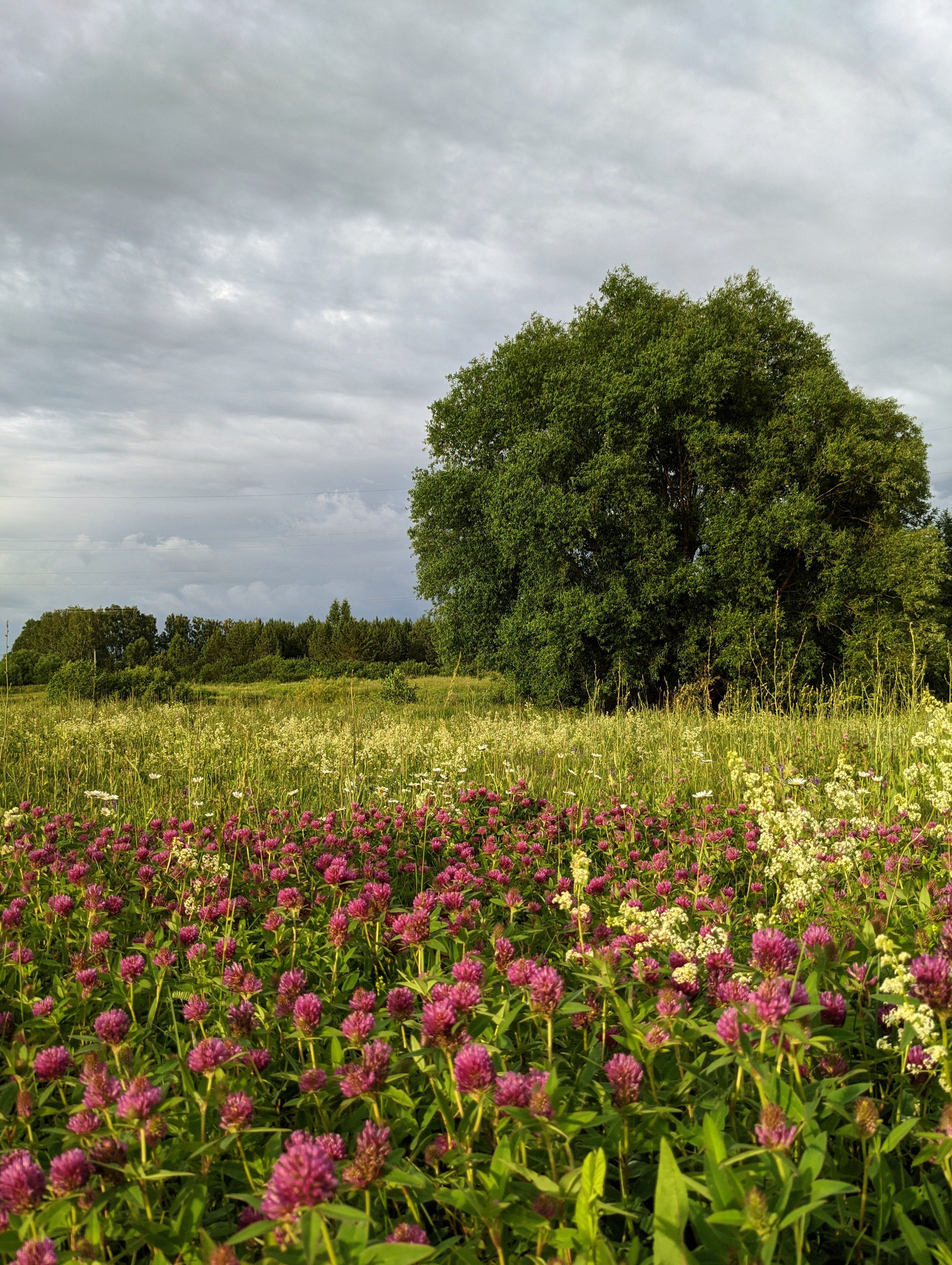 A field of wildflowers with a tree in the middle · Free Stock Photo