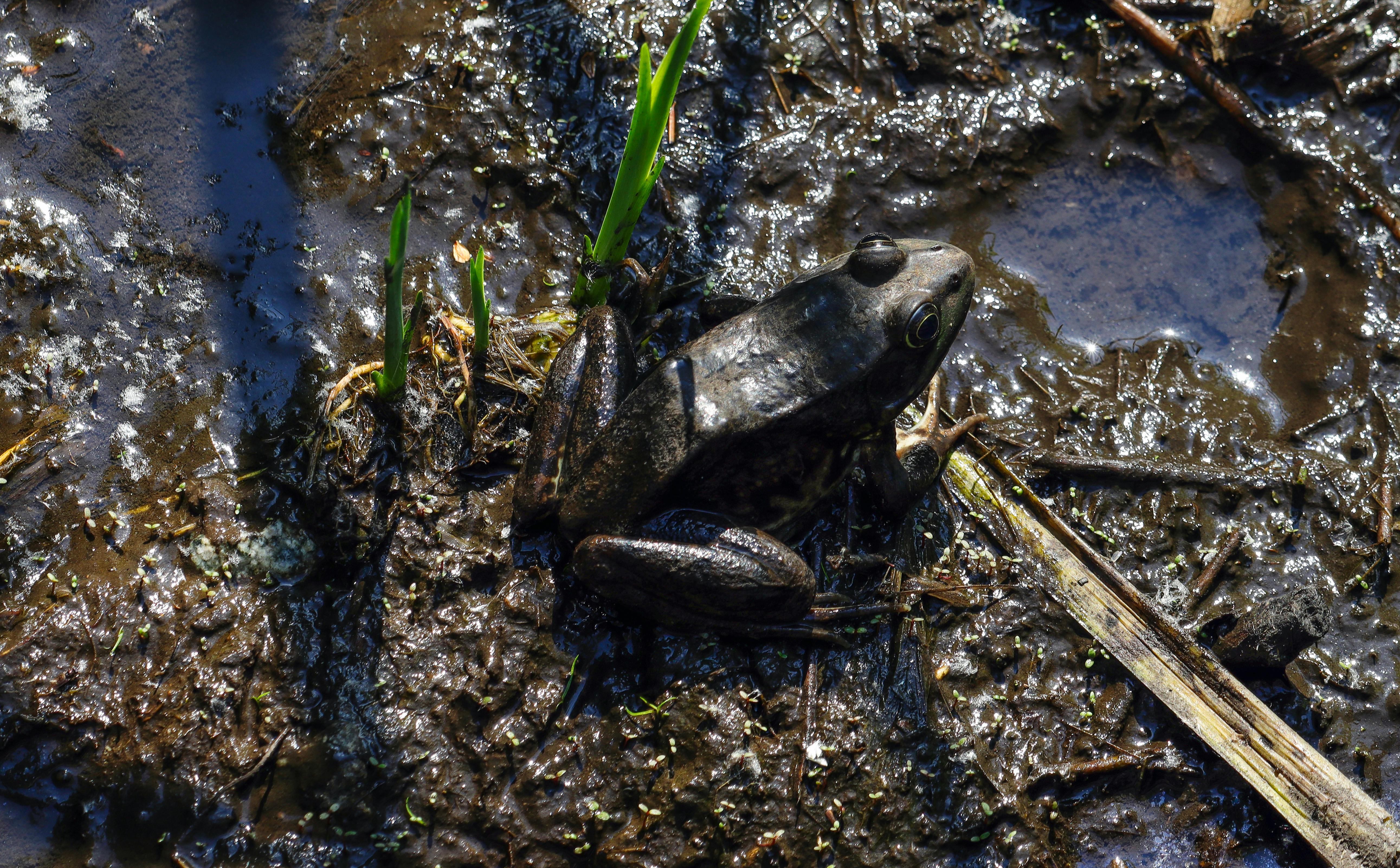 Frog in Mud · Free Stock Photo