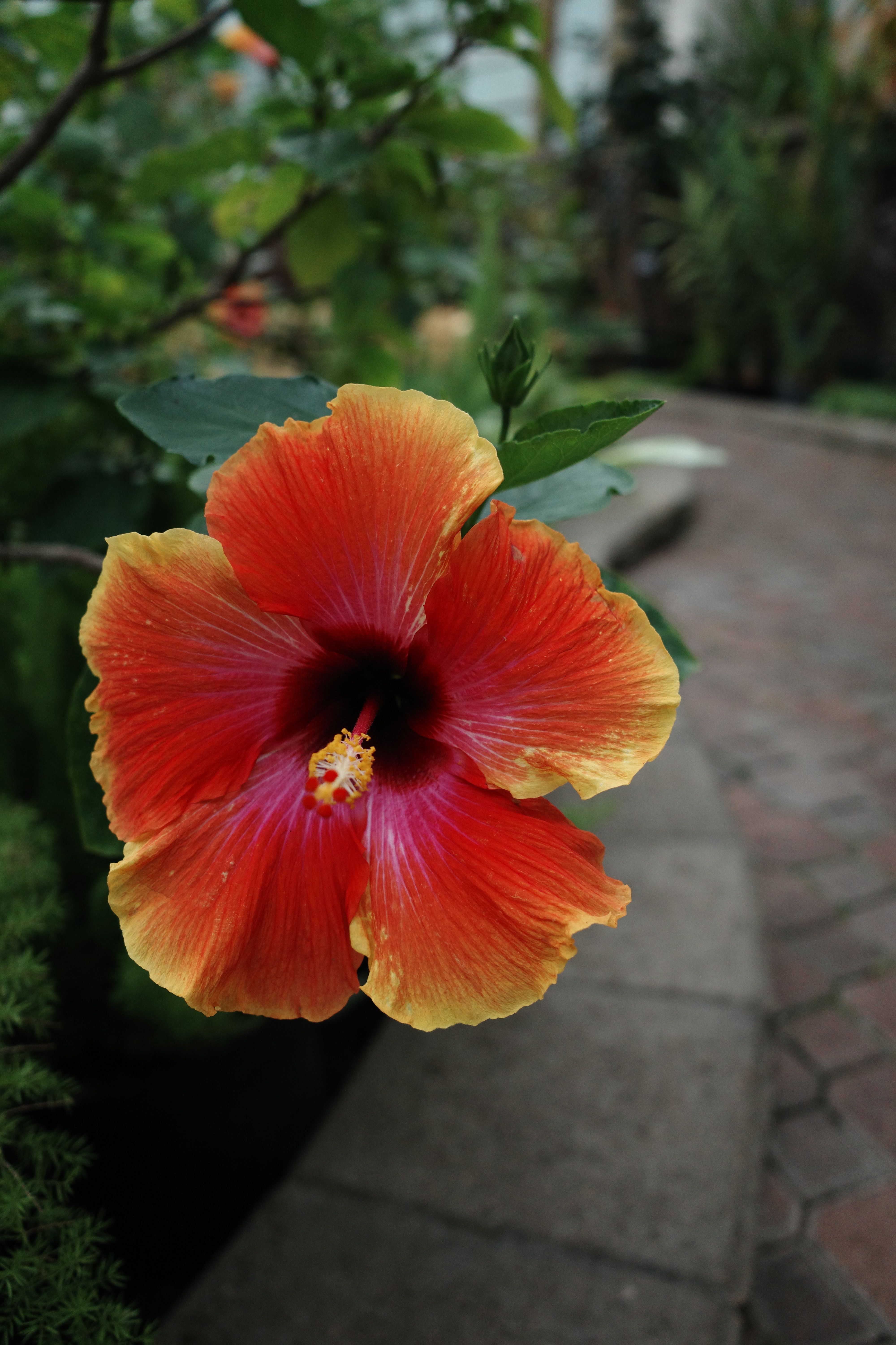 A large orange and yellow flower in a garden · Free Stock Photo