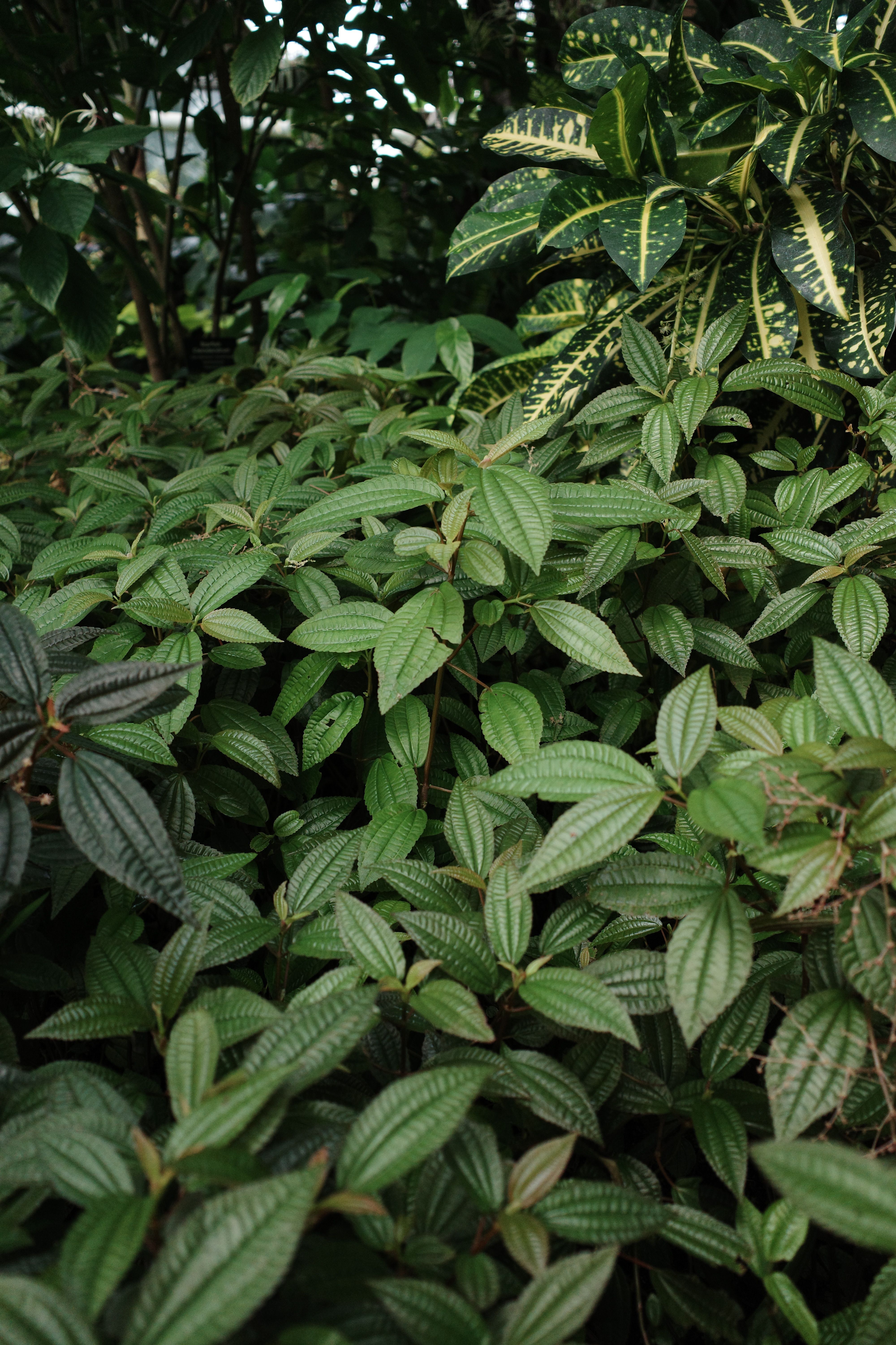 Green Bushes in Forest · Free Stock Photo