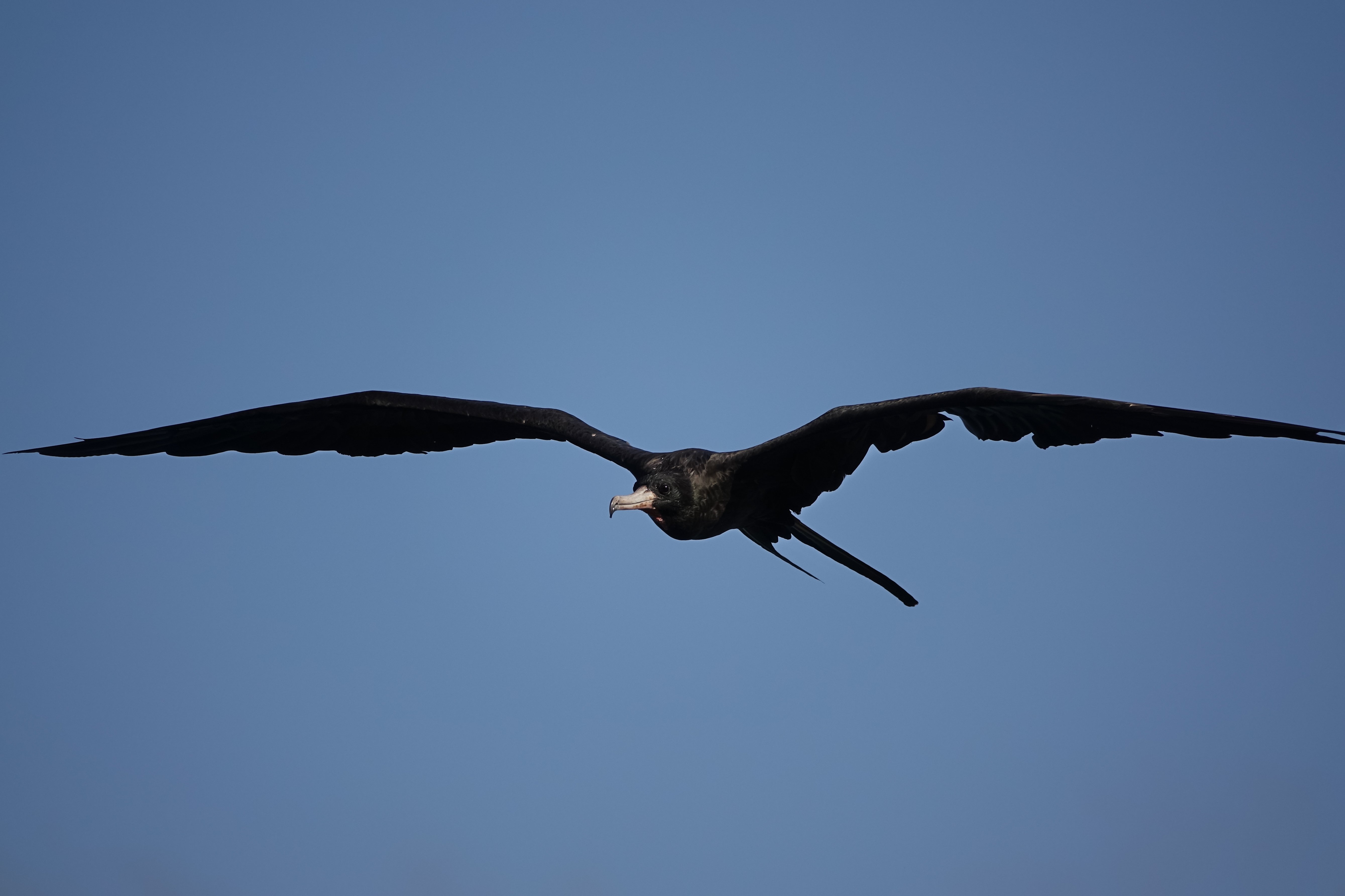 Meet the Magnificent Frigatebird: Tropical King of the Skies