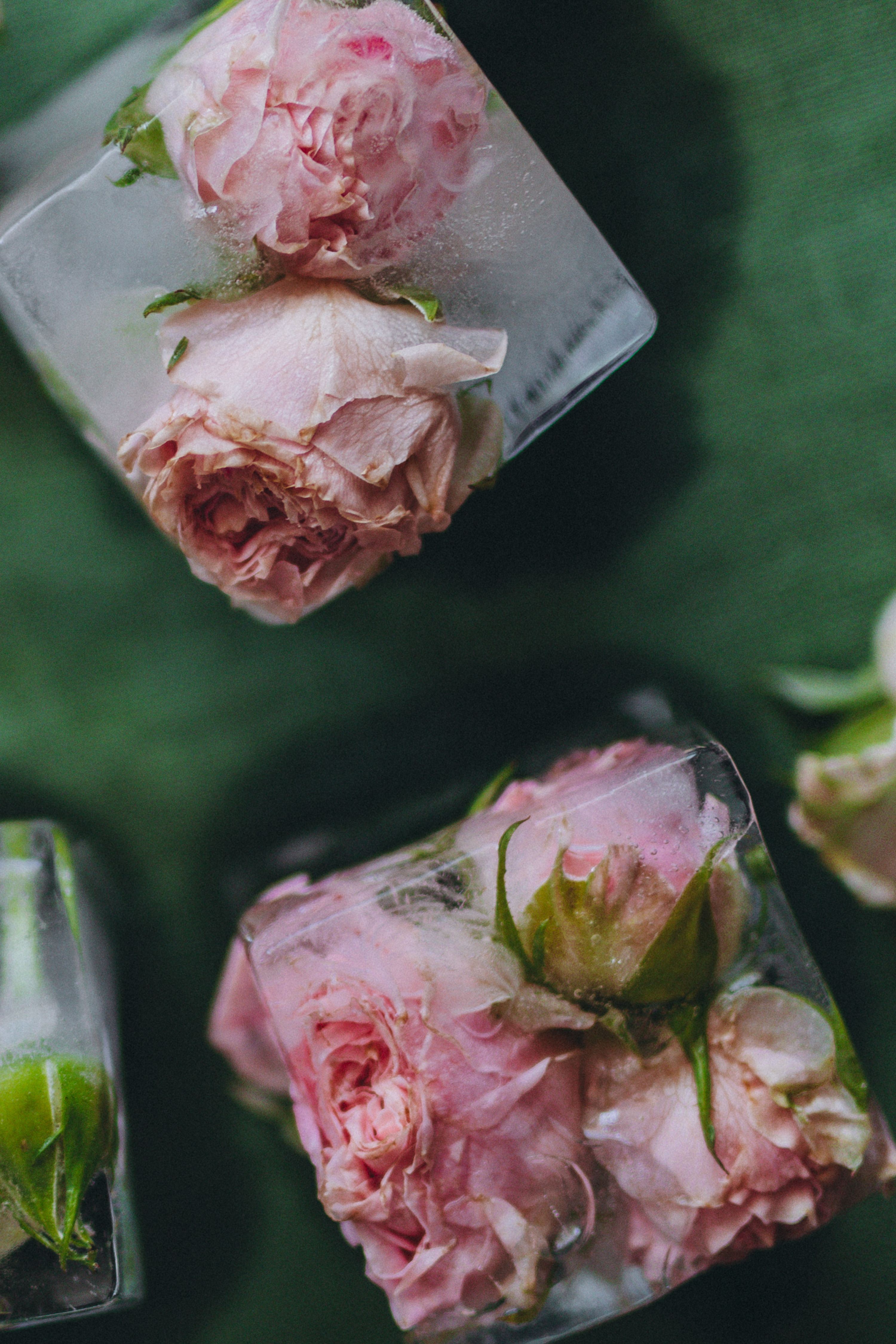 Ice Cubes with Pink Roses · Free Stock Photo