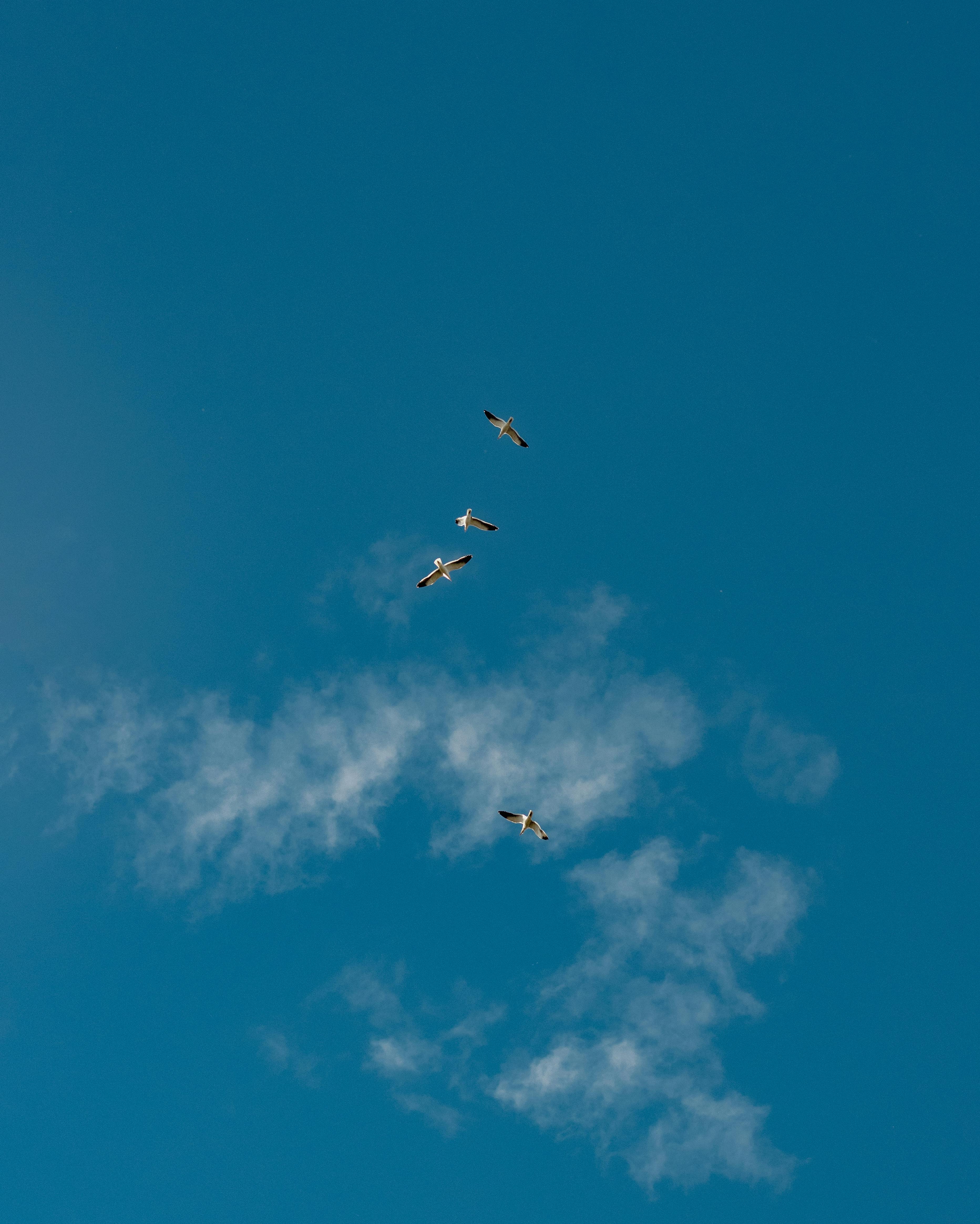 Foto de stock gratuita sobre al aire libre, altísimo, américa del sur ...