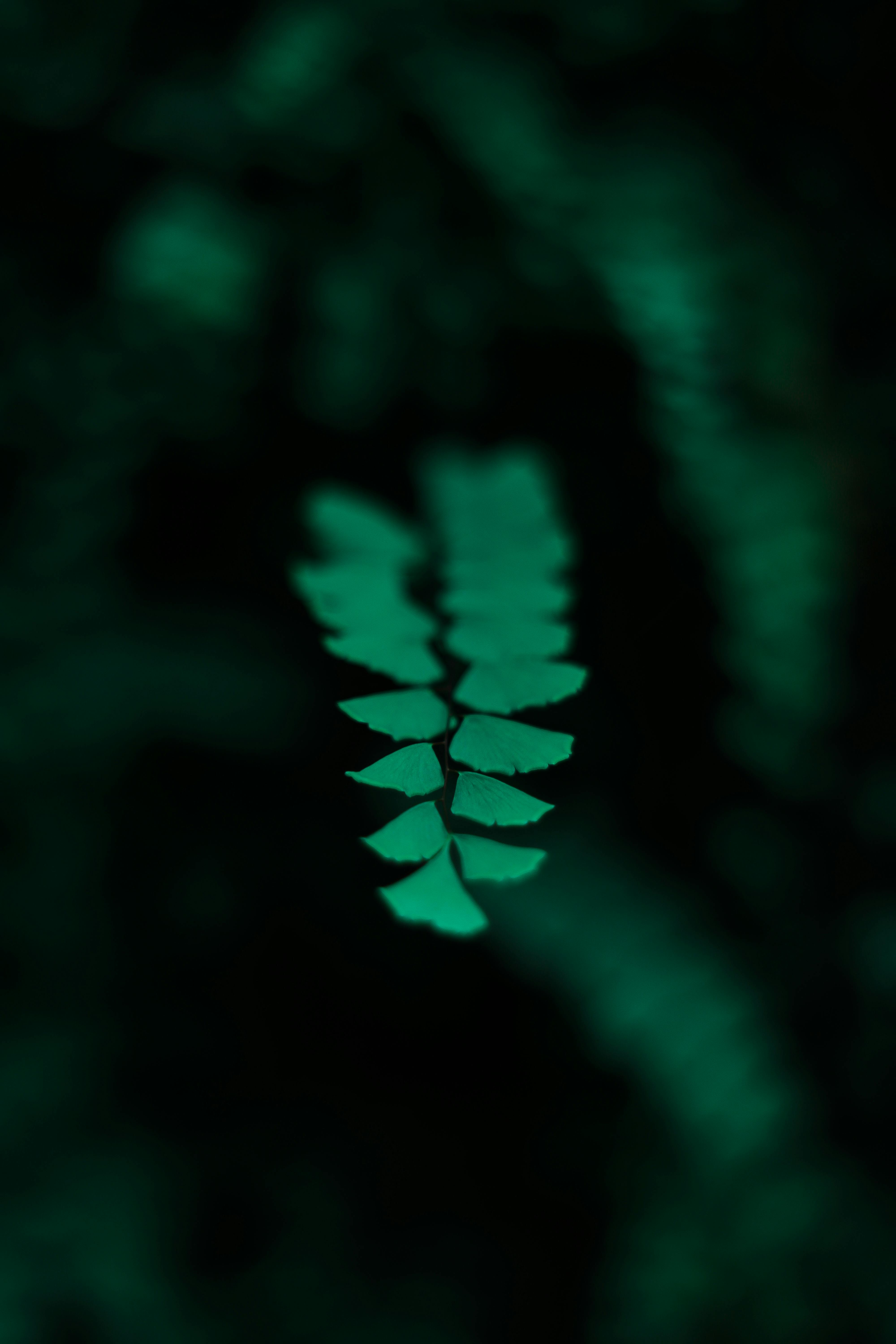 Jacob George - การถ่ายภาพ