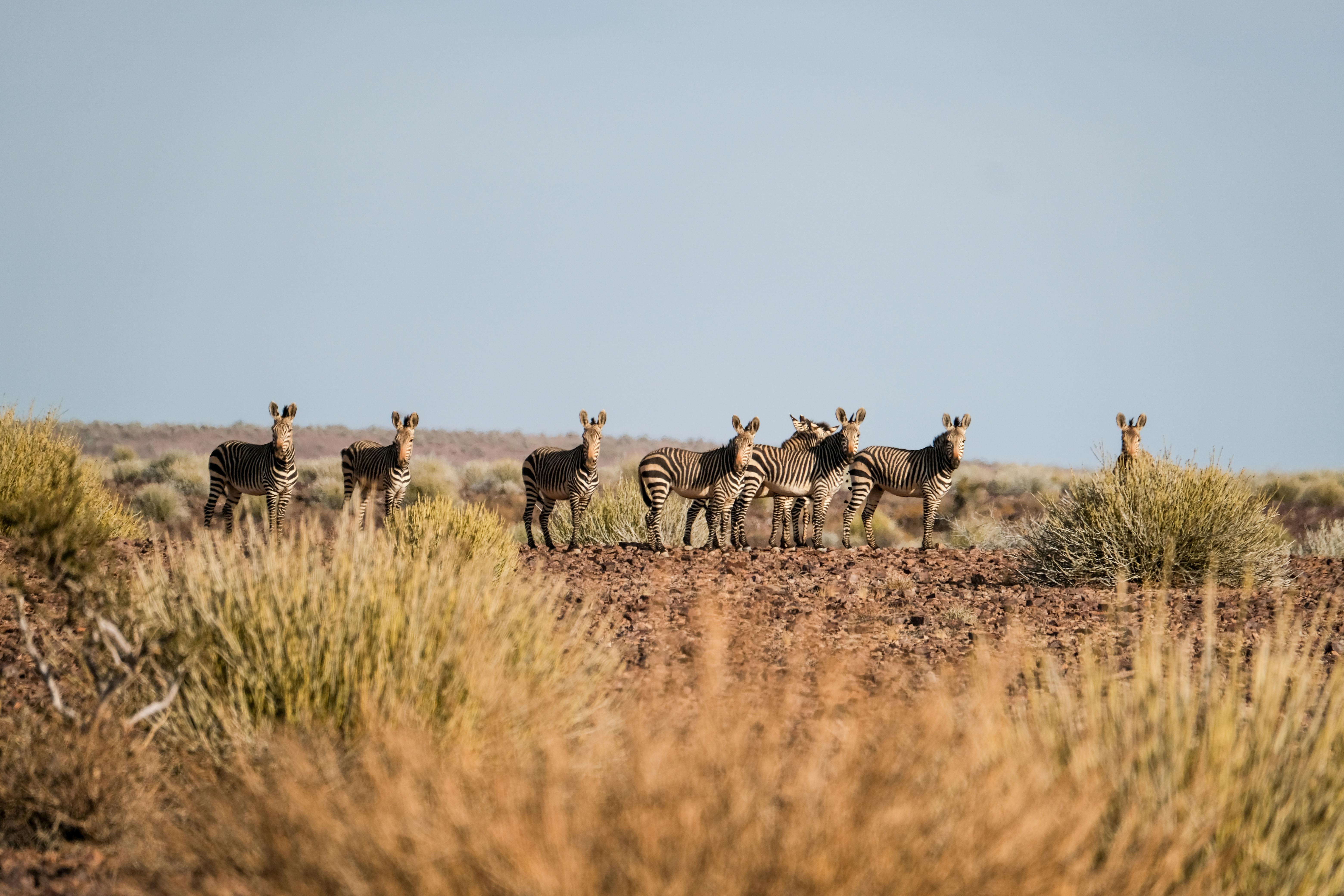 Foto de stock gratuita sobre áfrica, al aire libre, fotos de animales ...