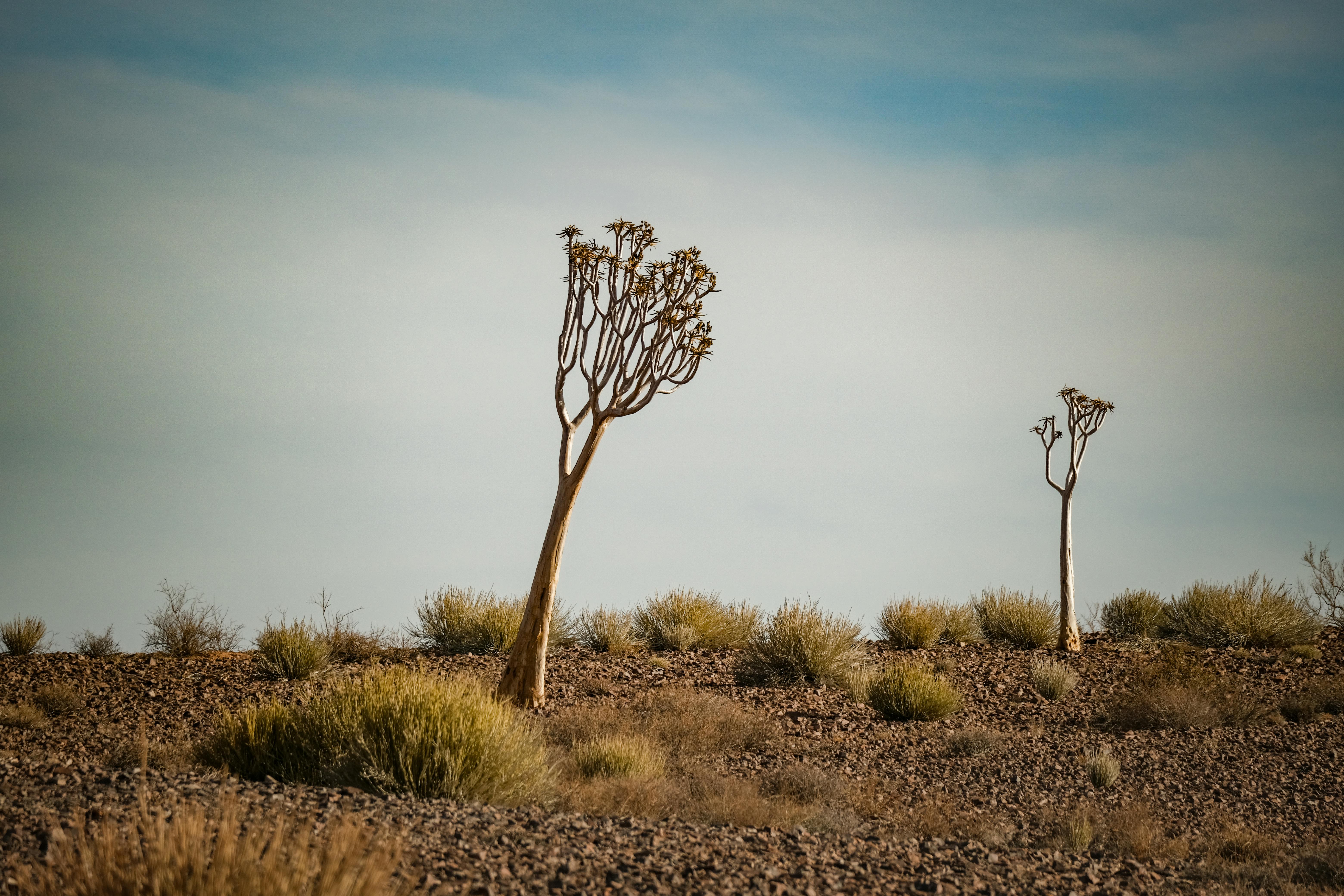 Two dead trees in the desert with no leaves · Free Stock Photo
