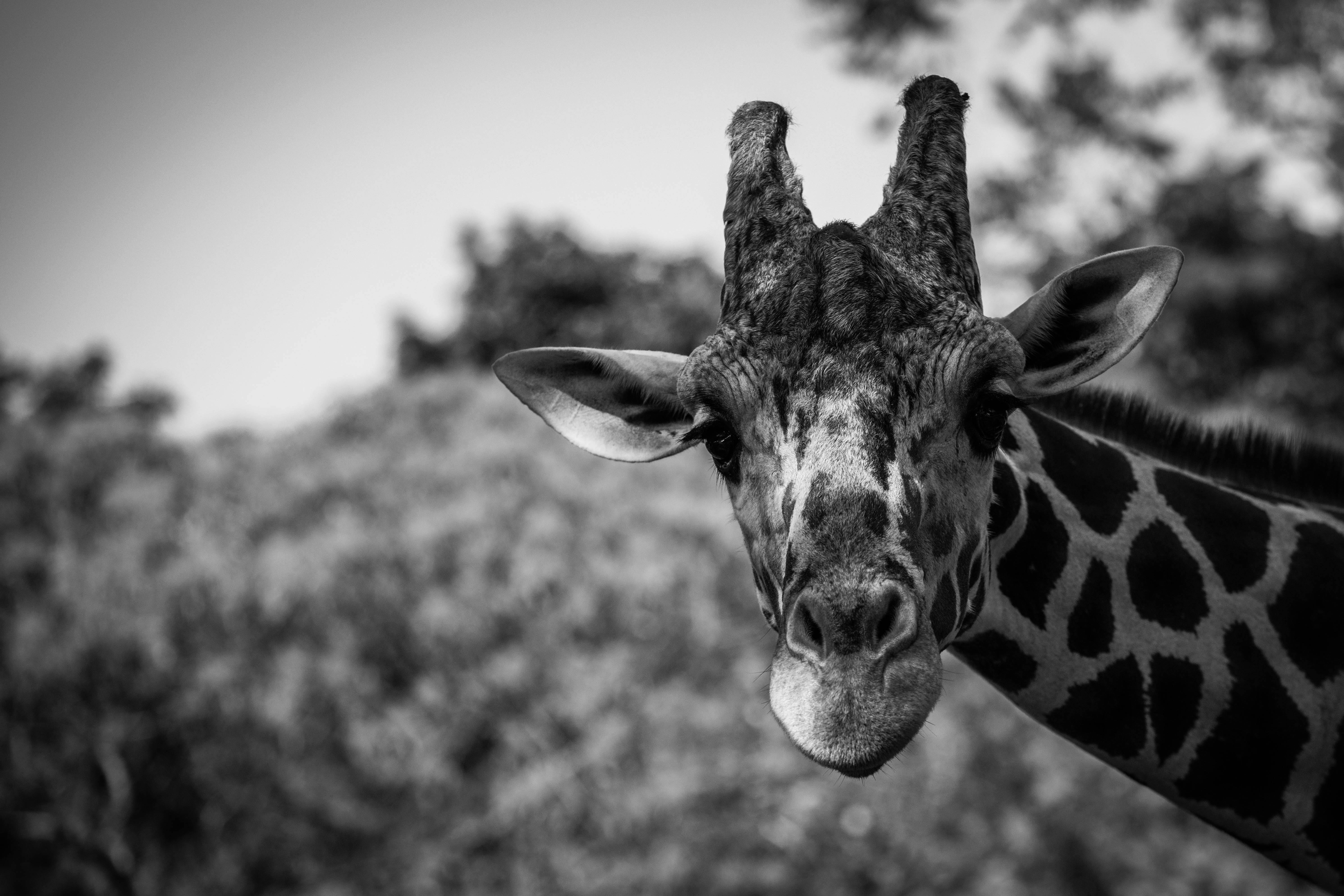 Grayscale Photography of a Giraffe · Free Stock Photo